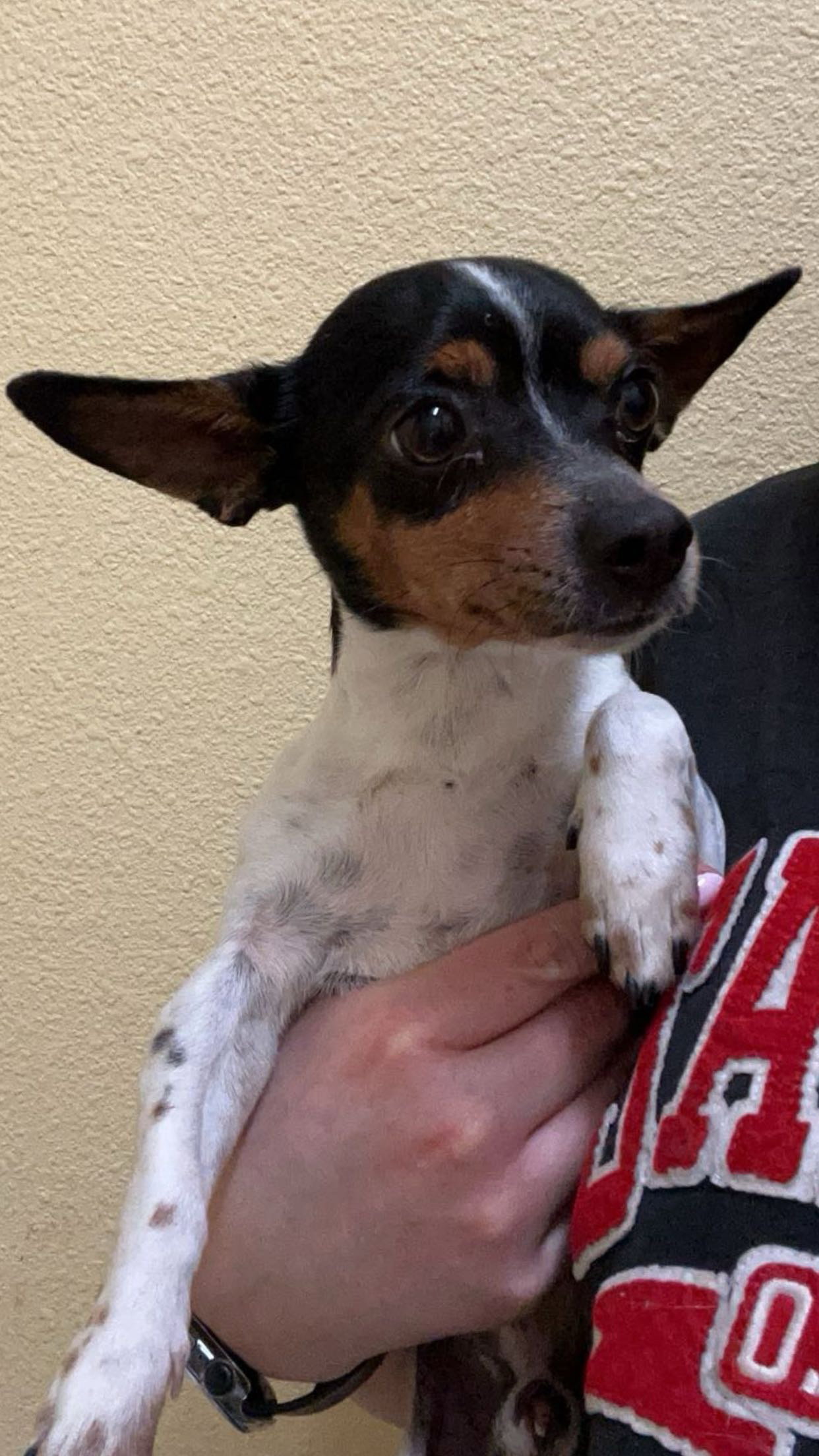 Dog adoption in Chico, CA 95973: Chihuahua / Mixed Dog "TROY"