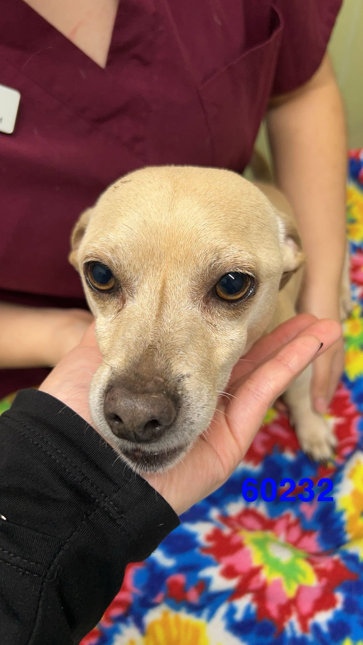 Dog adoption in Chico, CA 95926: Chihuahua / Mixed Dog "AUGUSTUS"