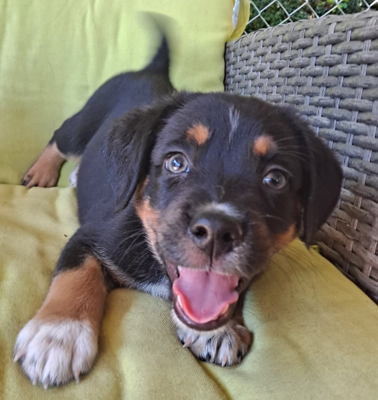 Dog for Adoption - Pluto, a Beagle in Cuba, MO | Alpha Paw