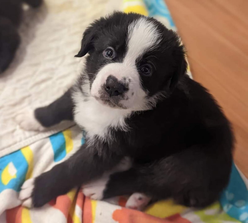 Dog for Adoption - Po, a Border Collie in Sainte Genevieve County, MO ...