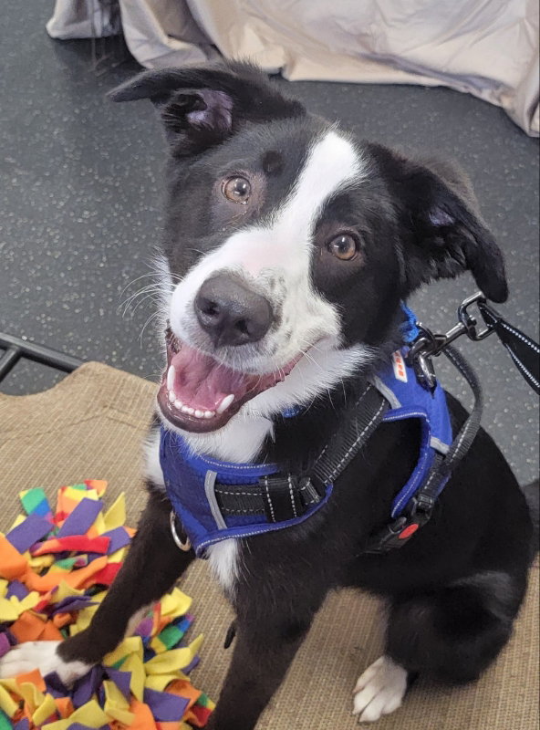 Dog for Adoption - Po, a Border Collie in Sainte Genevieve County, MO ...