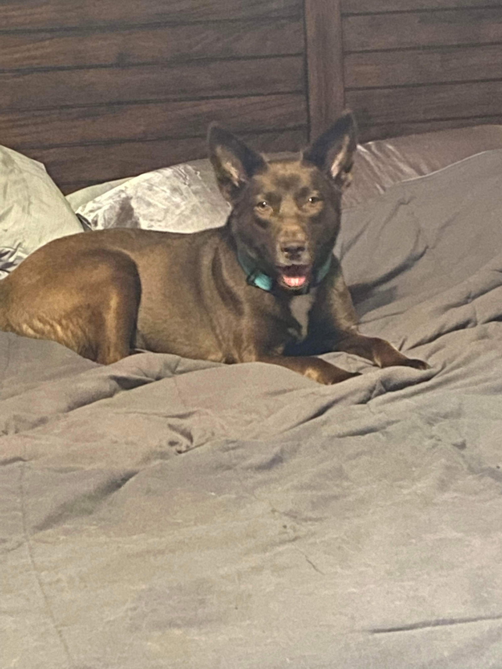 Dog for Adoption - Hazel, a Shepherd in Woodlawn, NY | Alpha Paw