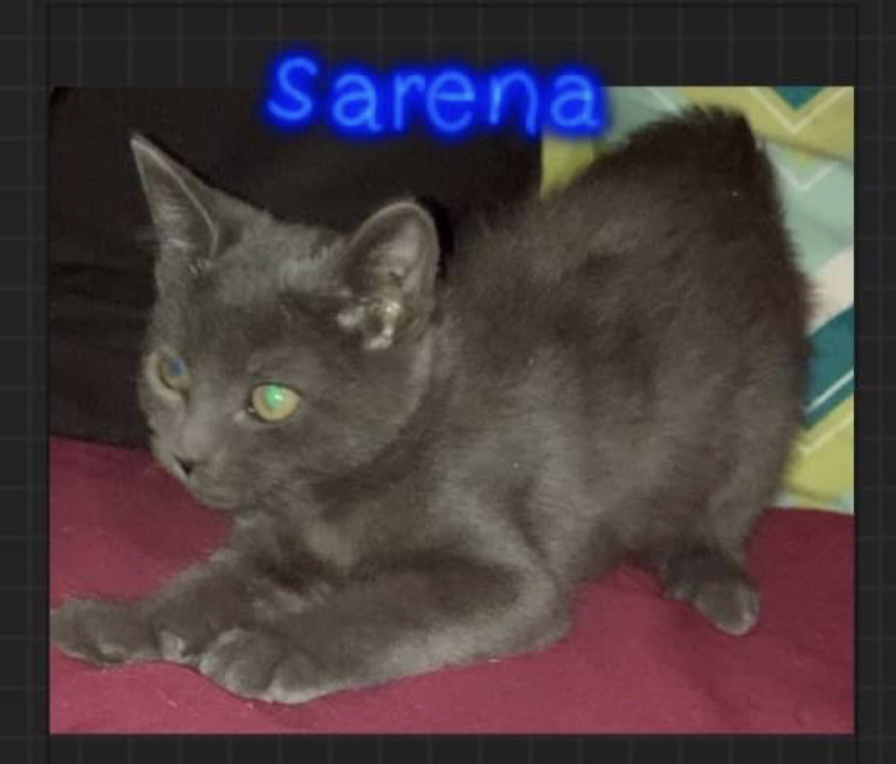 Cats for Adoption in Kent, Connecticut | Alpha Paw