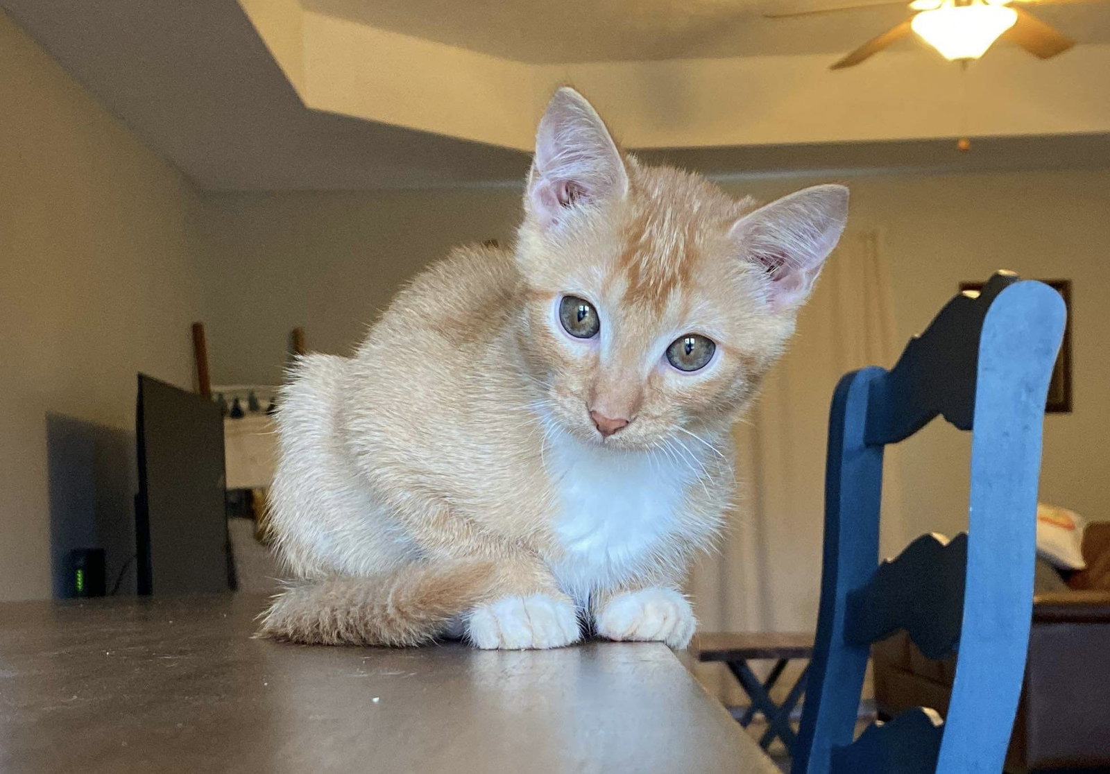 Cats for Adoption in Woodbridge, Connecticut | Alpha Paw