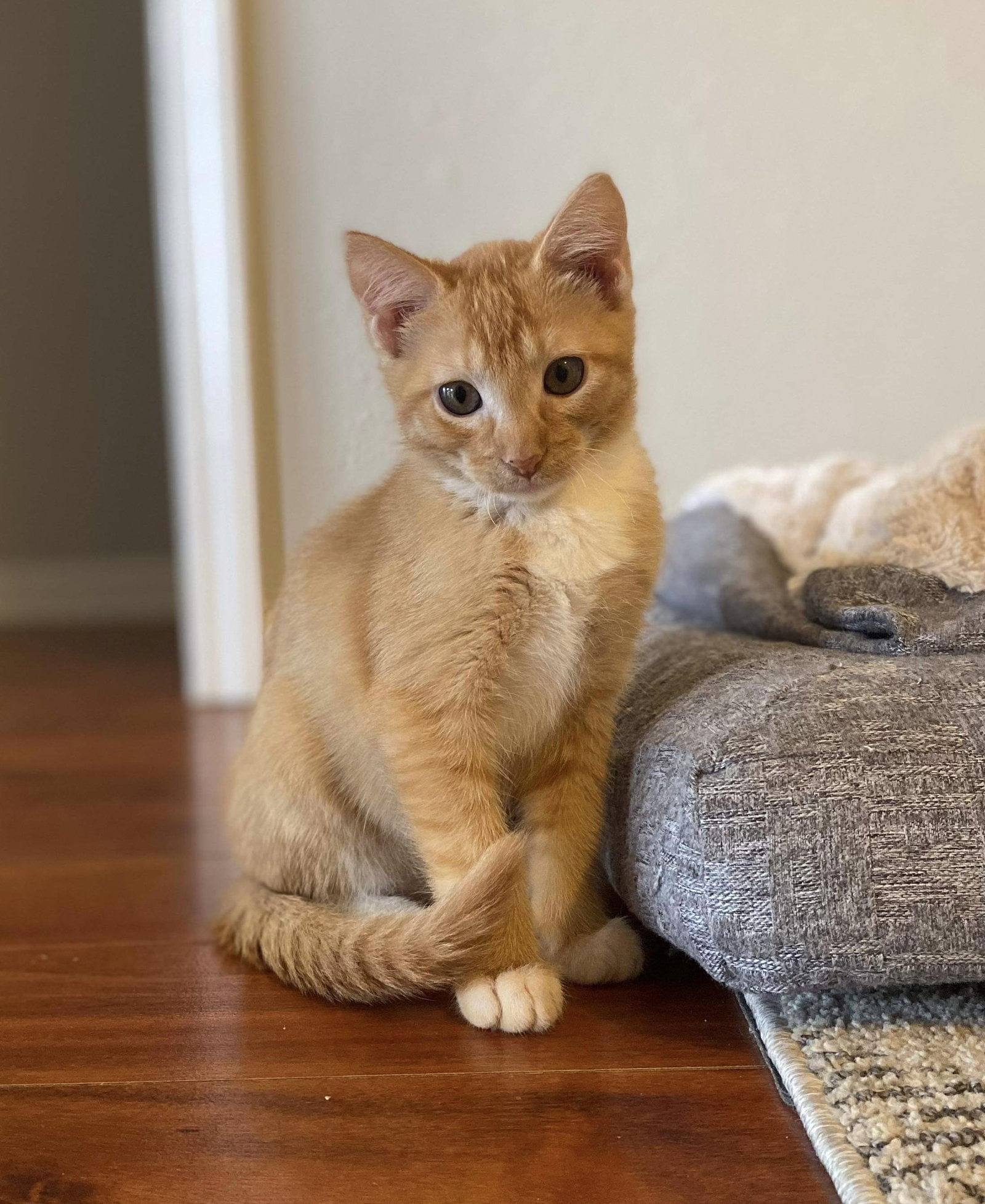 Cats for Adoption in Woodbridge, Connecticut | Alpha Paw