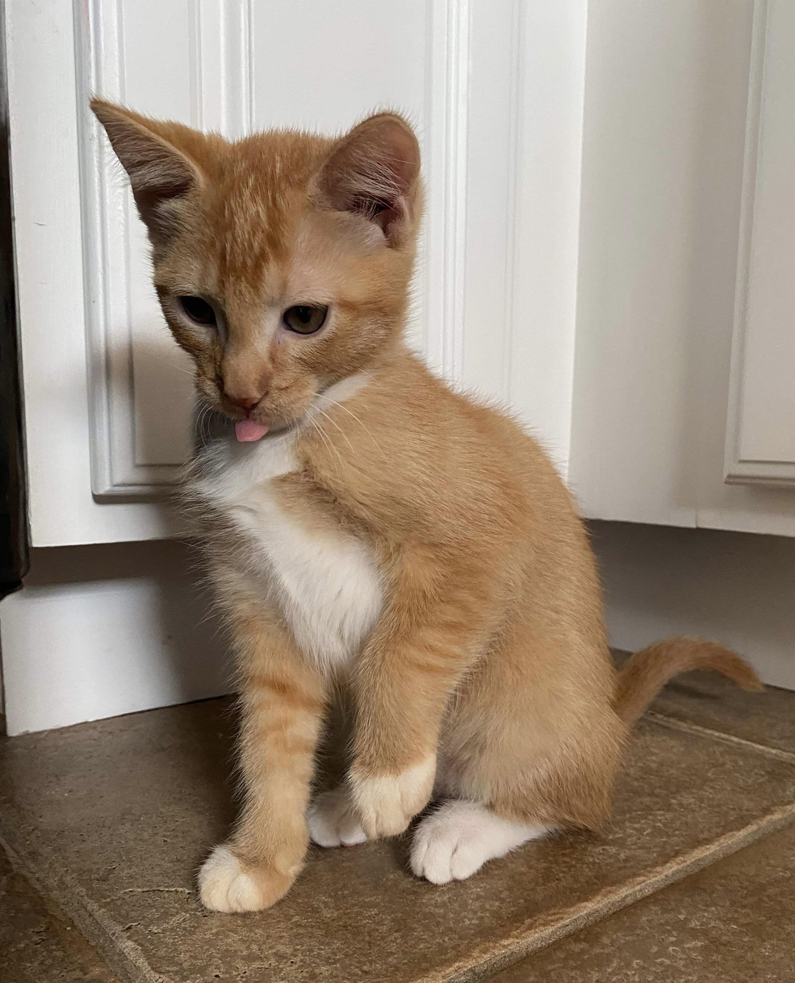 Cats for Adoption in New Haven County, Connecticut | Alpha Paw