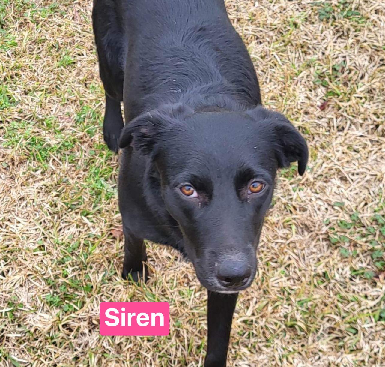 Dog for Adoption - Siren, a Labrador Retriever in The Bronx, NY | Alpha Paw