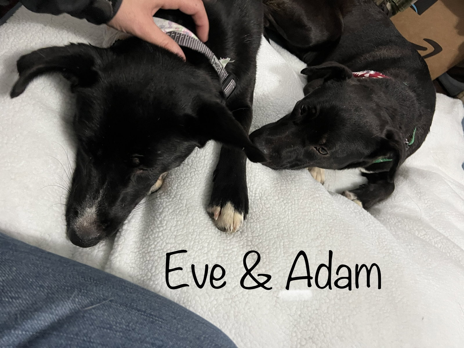 Dog for Adoption - Eve, a Border Collie in Torrington, CT | Alpha Paw