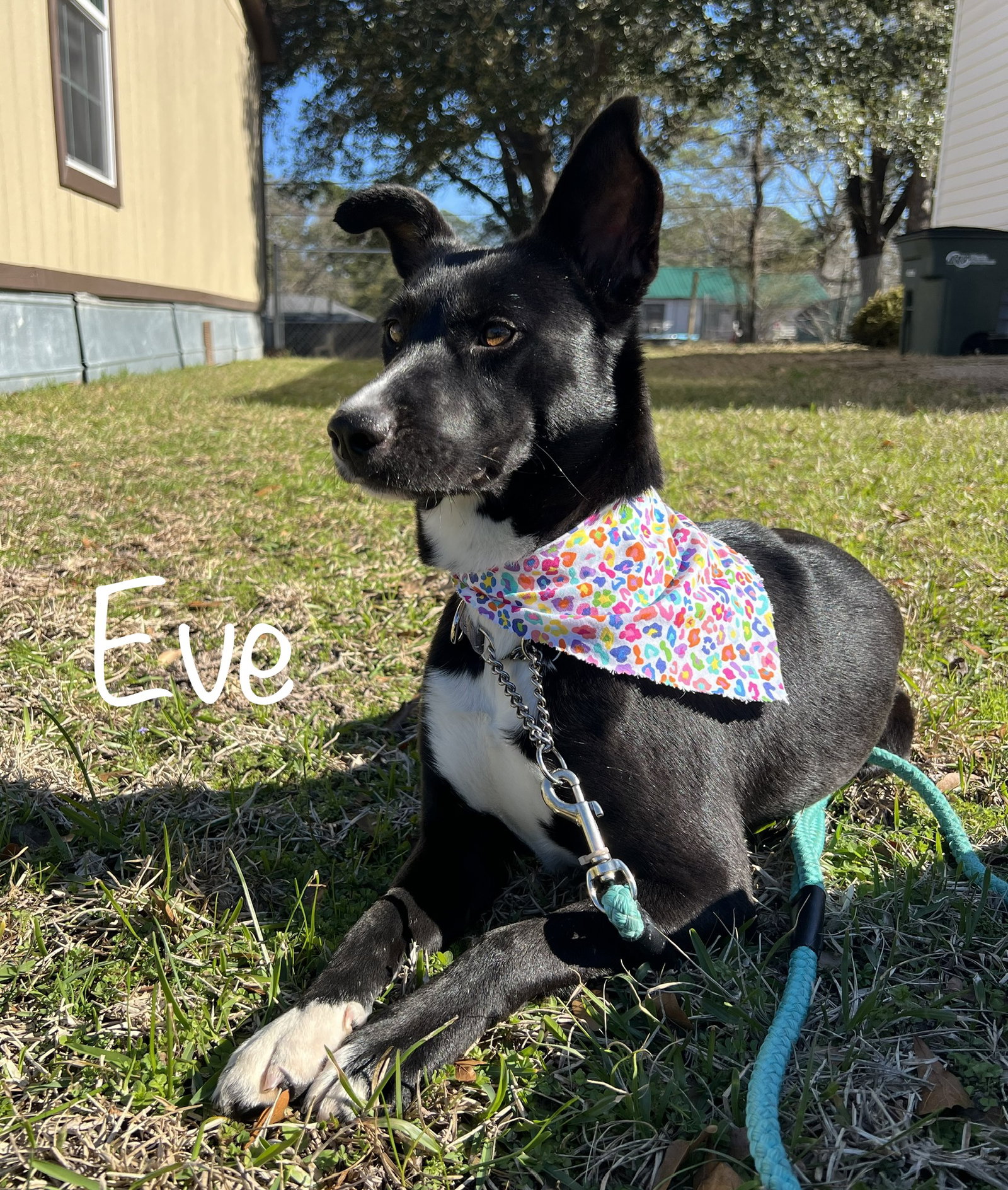 Dog for Adoption - Eve, a Border Collie in Torrington, CT | Alpha Paw