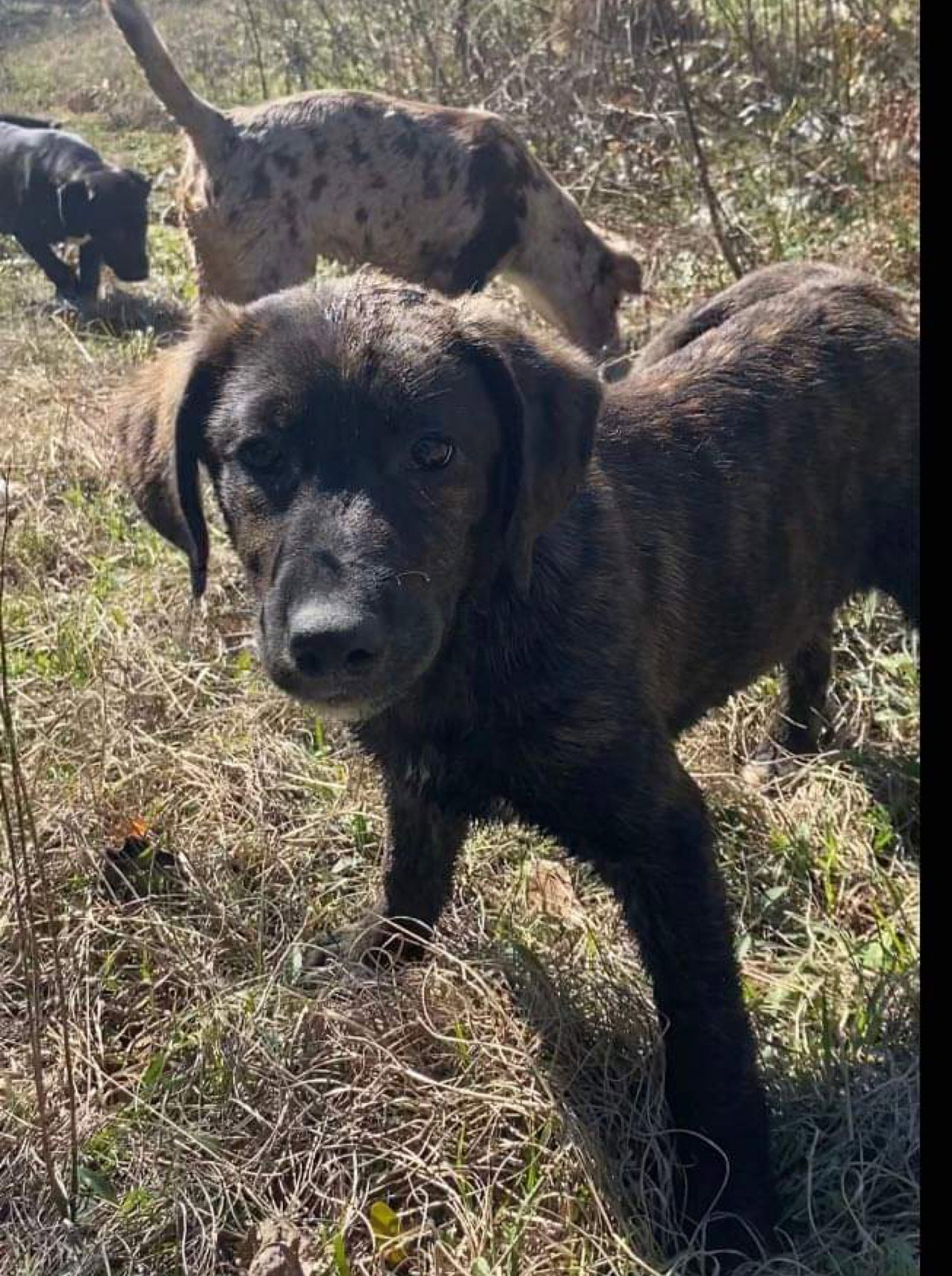 Dog for Adoption - Scarlett, a in Jamaica, NY | Alpha Paw