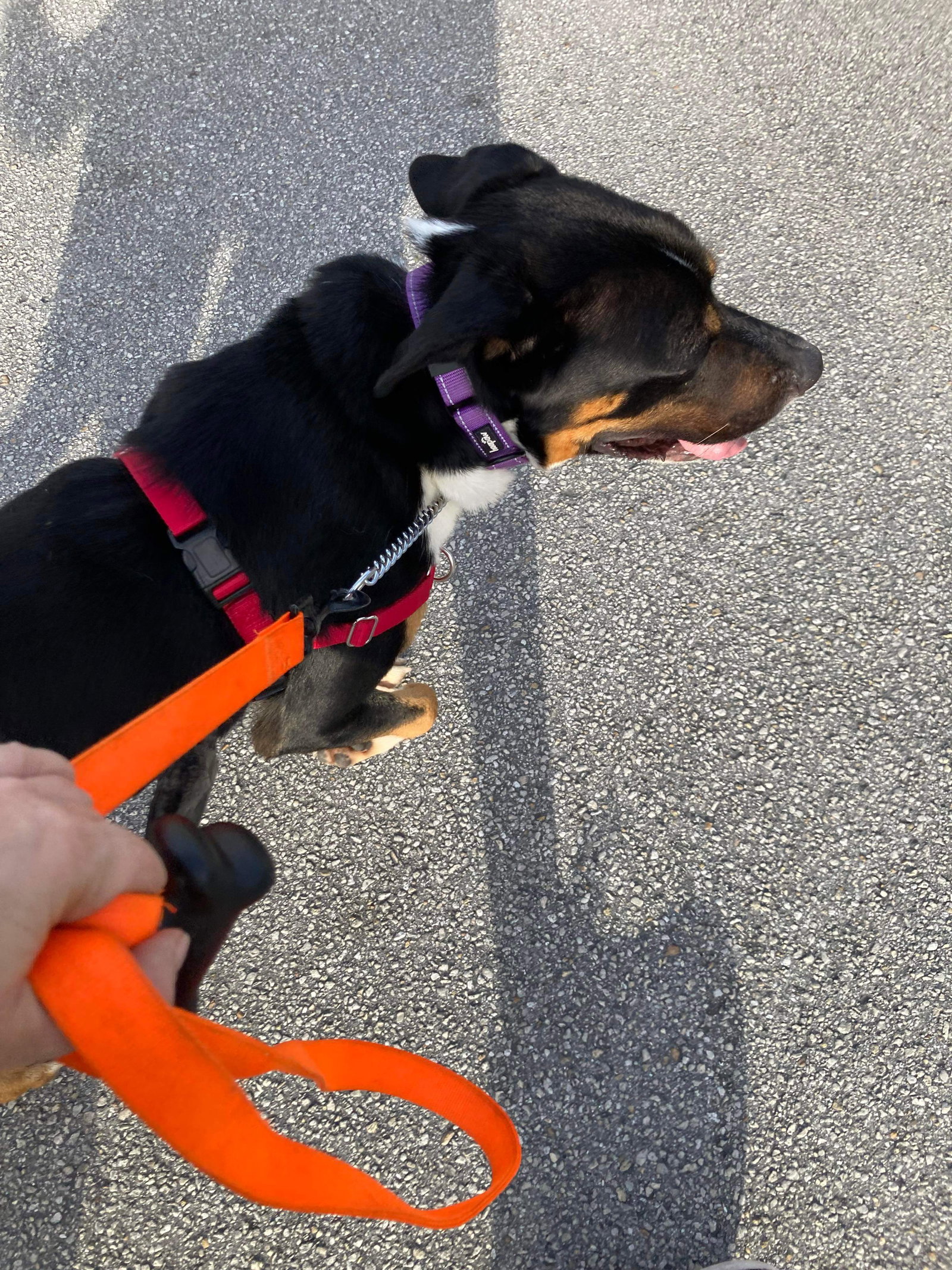 Dog for Adoption - Luke (FL), a in Bergen County, NJ | Alpha Paw