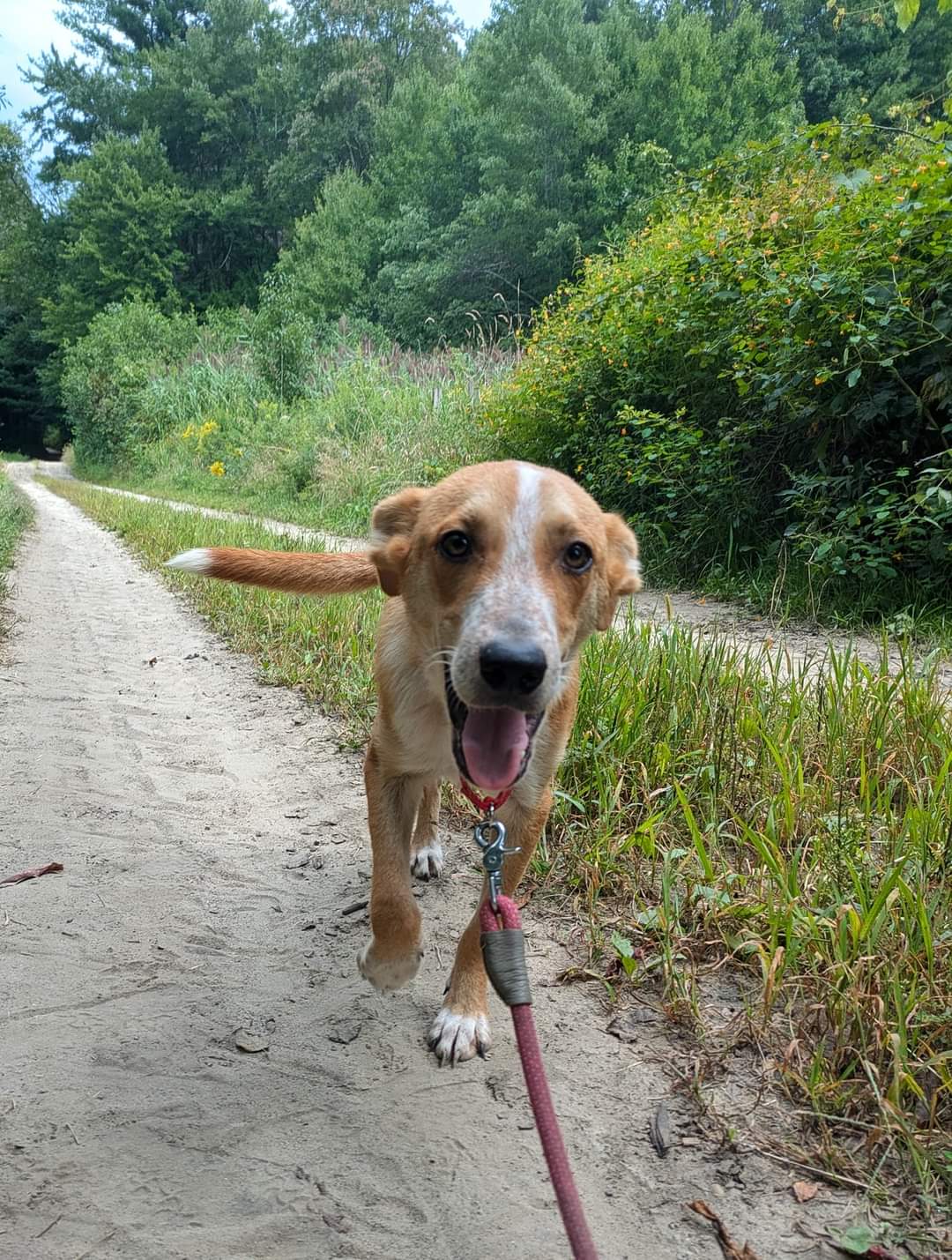 Dog for Adoption - Diesel, a in Suffolk County, NY | Alpha Paw
