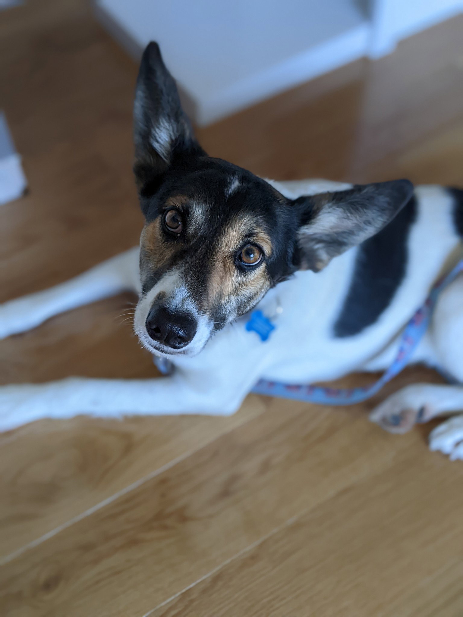 Dog for Adoption - Gingie, a German Shepherd Dog in Breese, IL | Alpha Paw