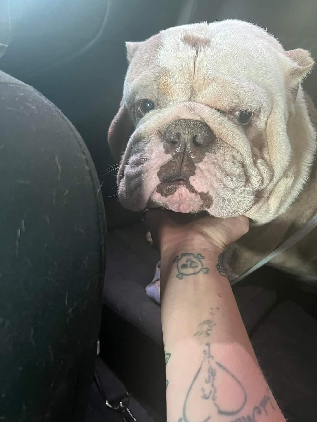 Dog for Adoption - Butkus, a English Bulldog in Newark, NJ | Alpha Paw