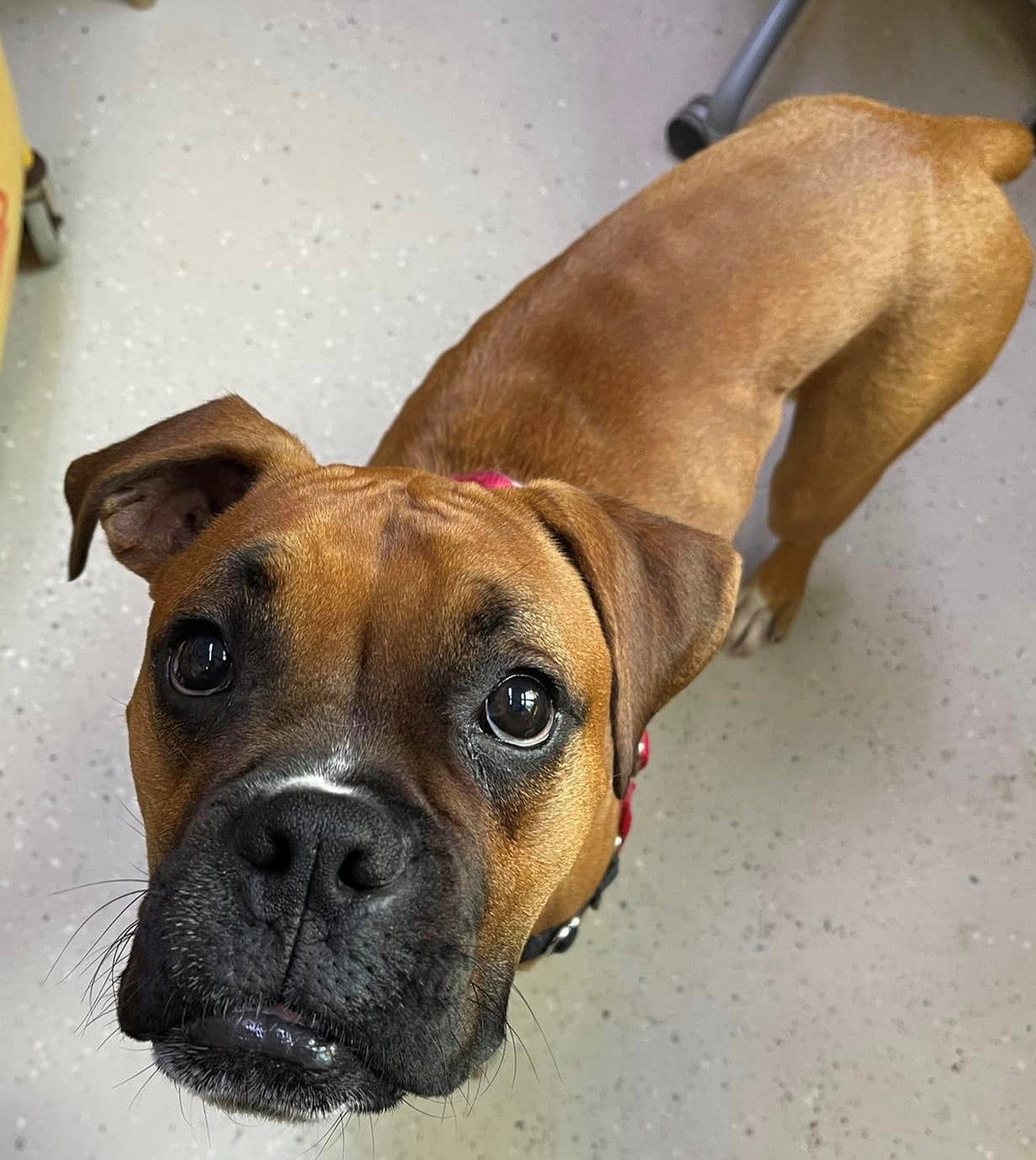 Dog for Adoption - Chunk, a Boxer in Newton, NJ | Alpha Paw