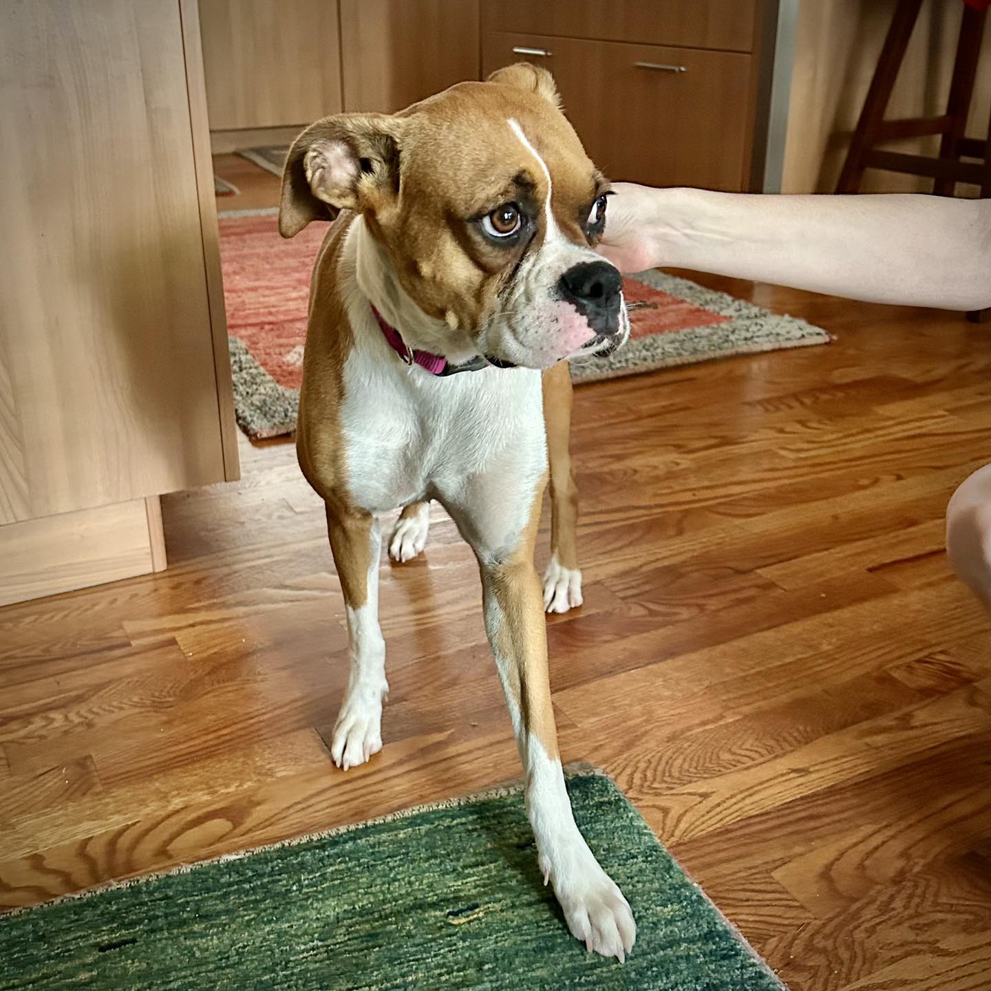 Dog for Adoption - Dixie, a Boxer in Sussex County, NJ | Alpha Paw