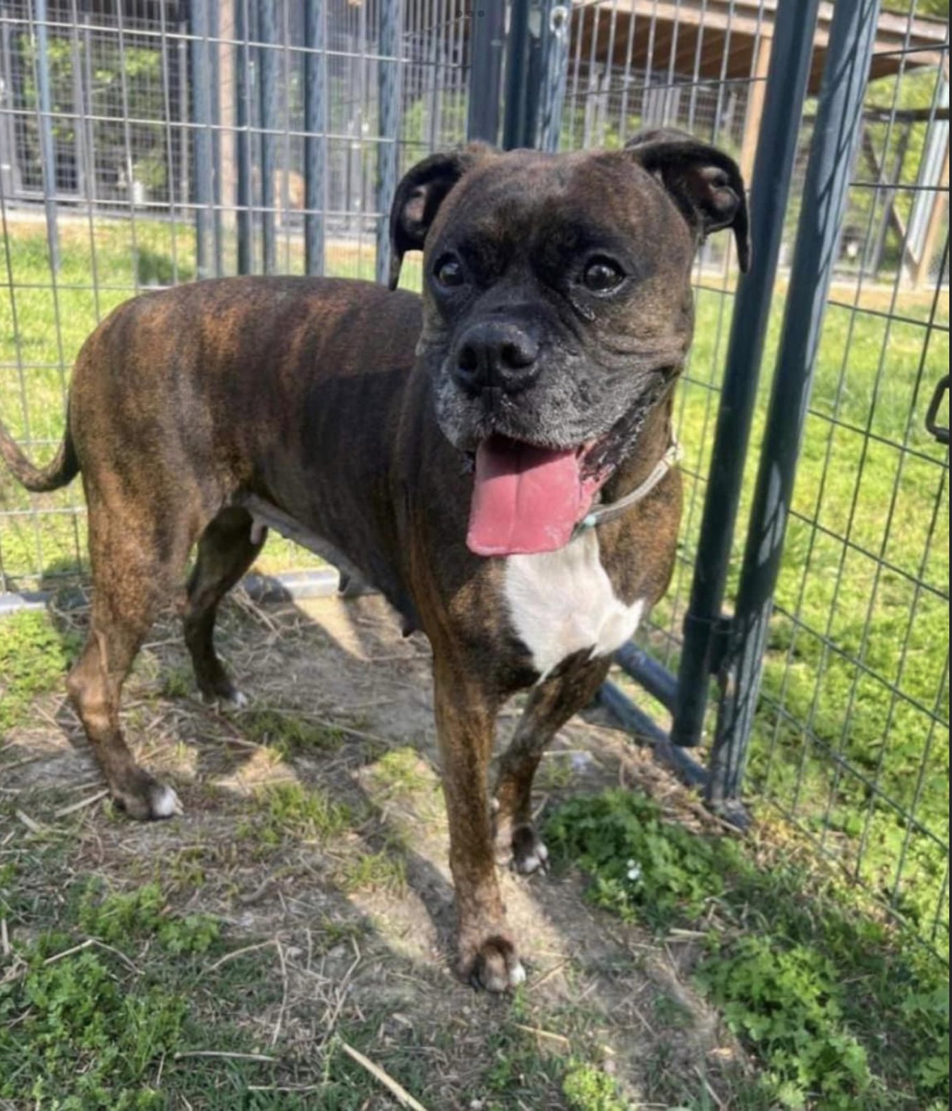 Dog for Adoption - Chevelle, a Boxer in Glasco, NY | Alpha Paw