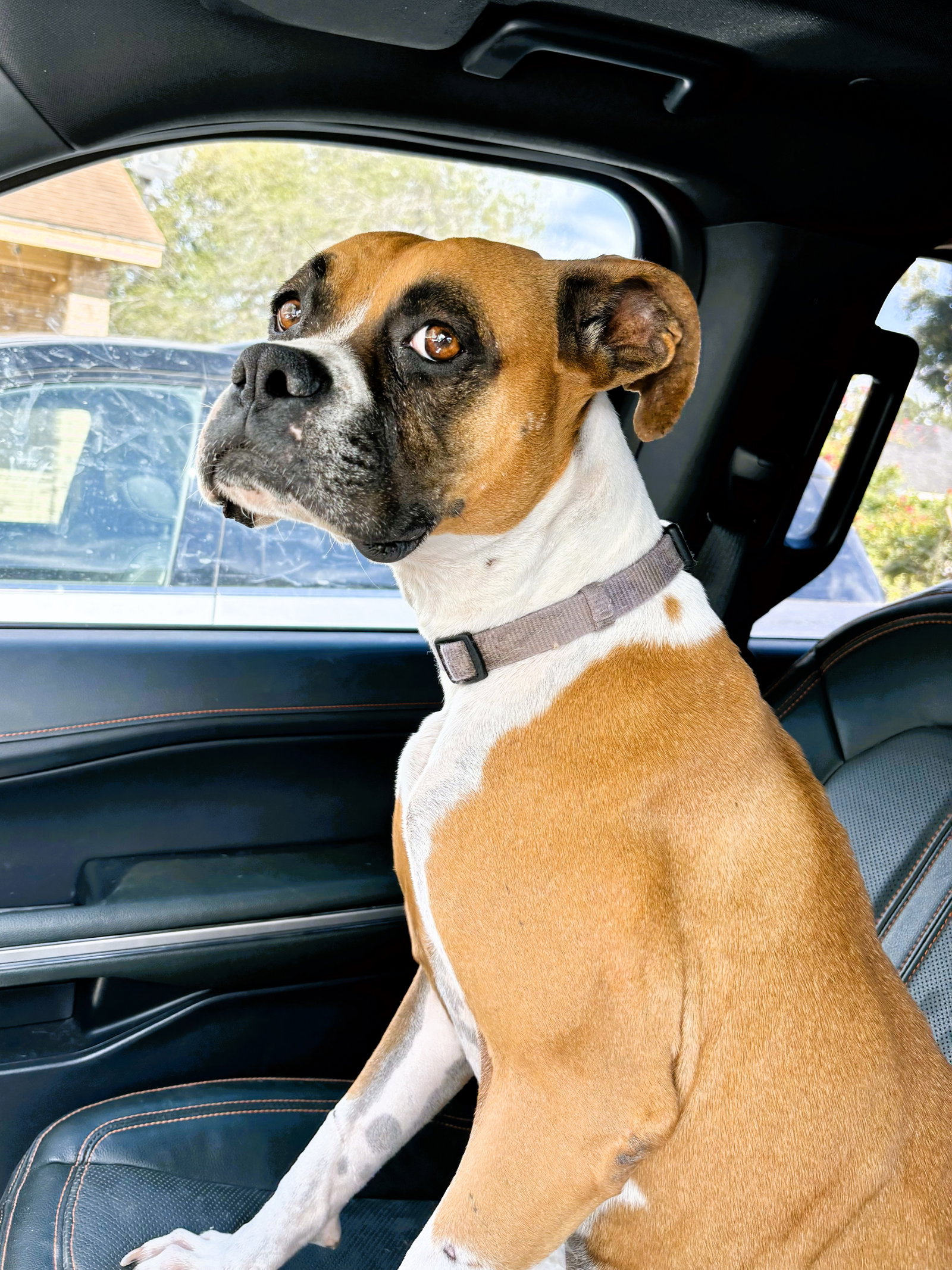 Dog for Adoption - Autumn, a Boxer in Wappingers Falls, NY | Alpha Paw