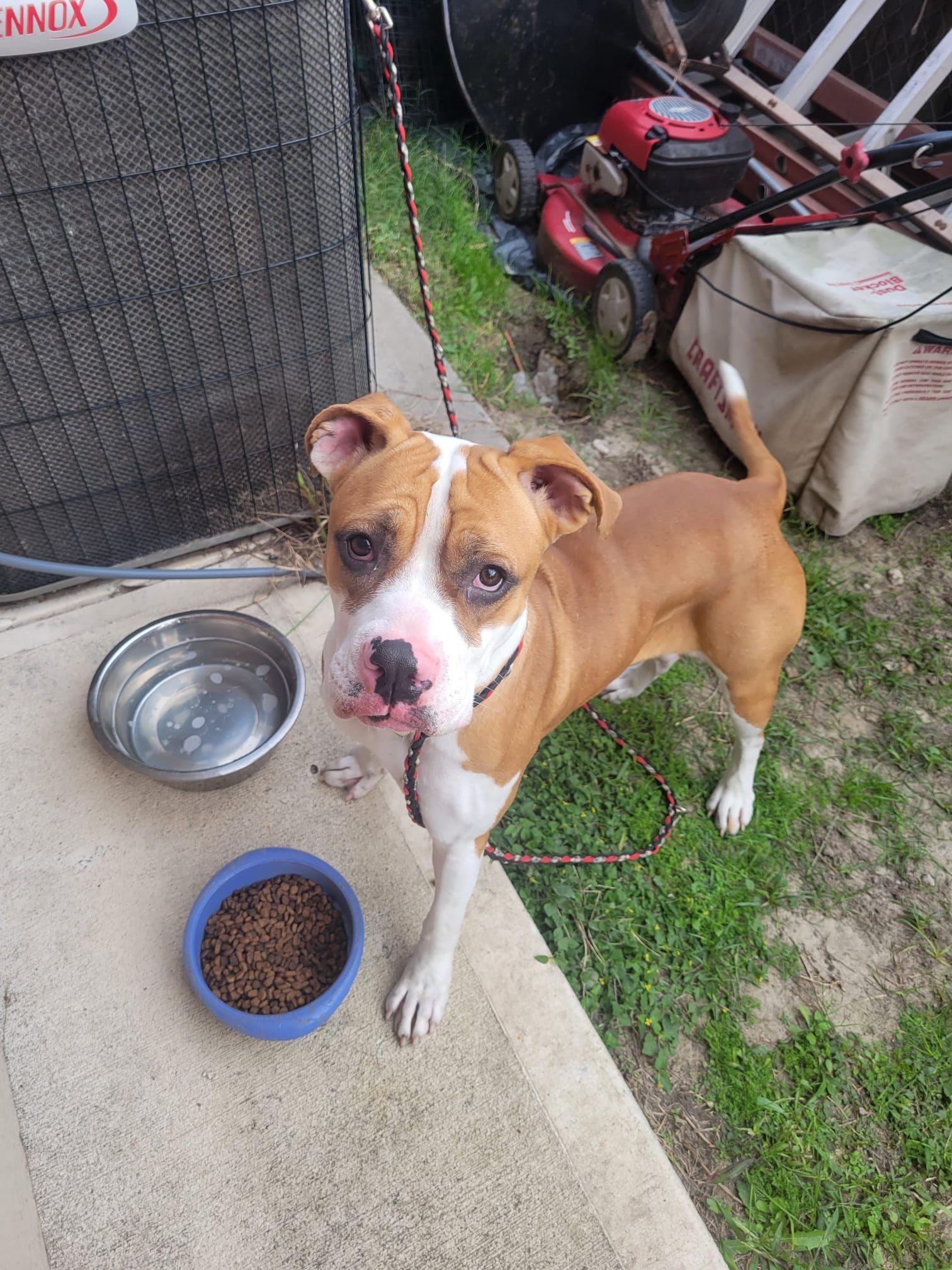 Dog for Adoption - Debra, a Boxer in Marbletown, NY | Alpha Paw