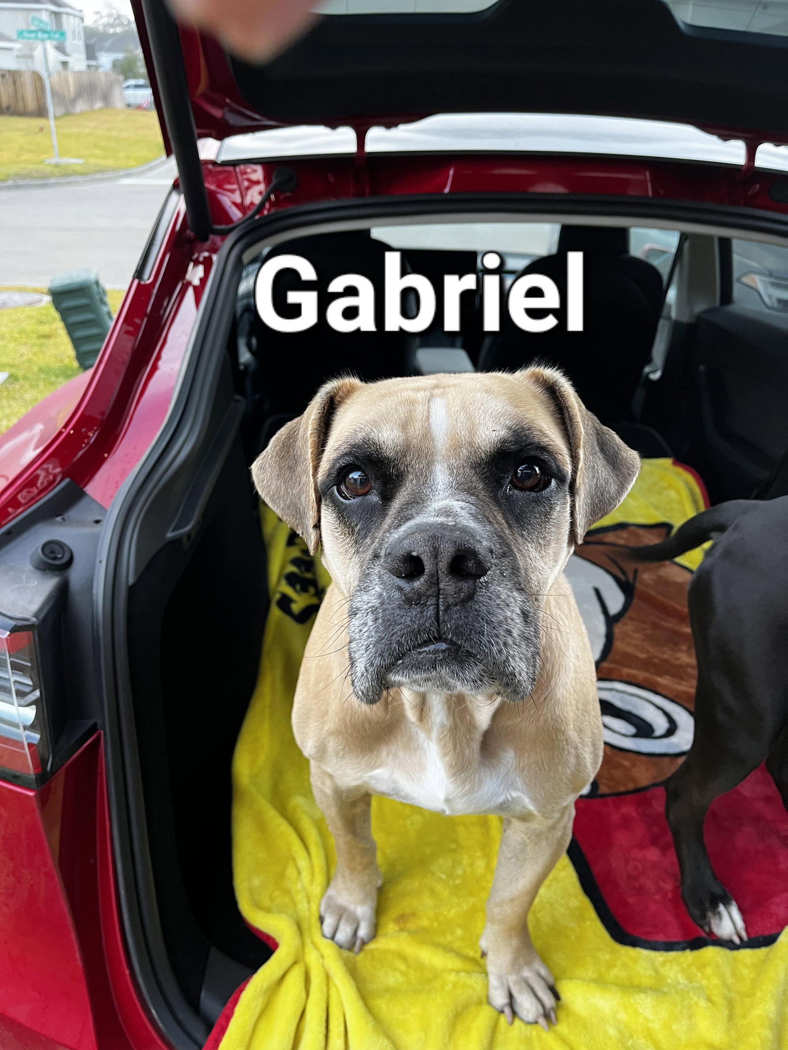 Dog for Adoption - Gabriel, a Boxer in Delaware County, NY | Alpha Paw