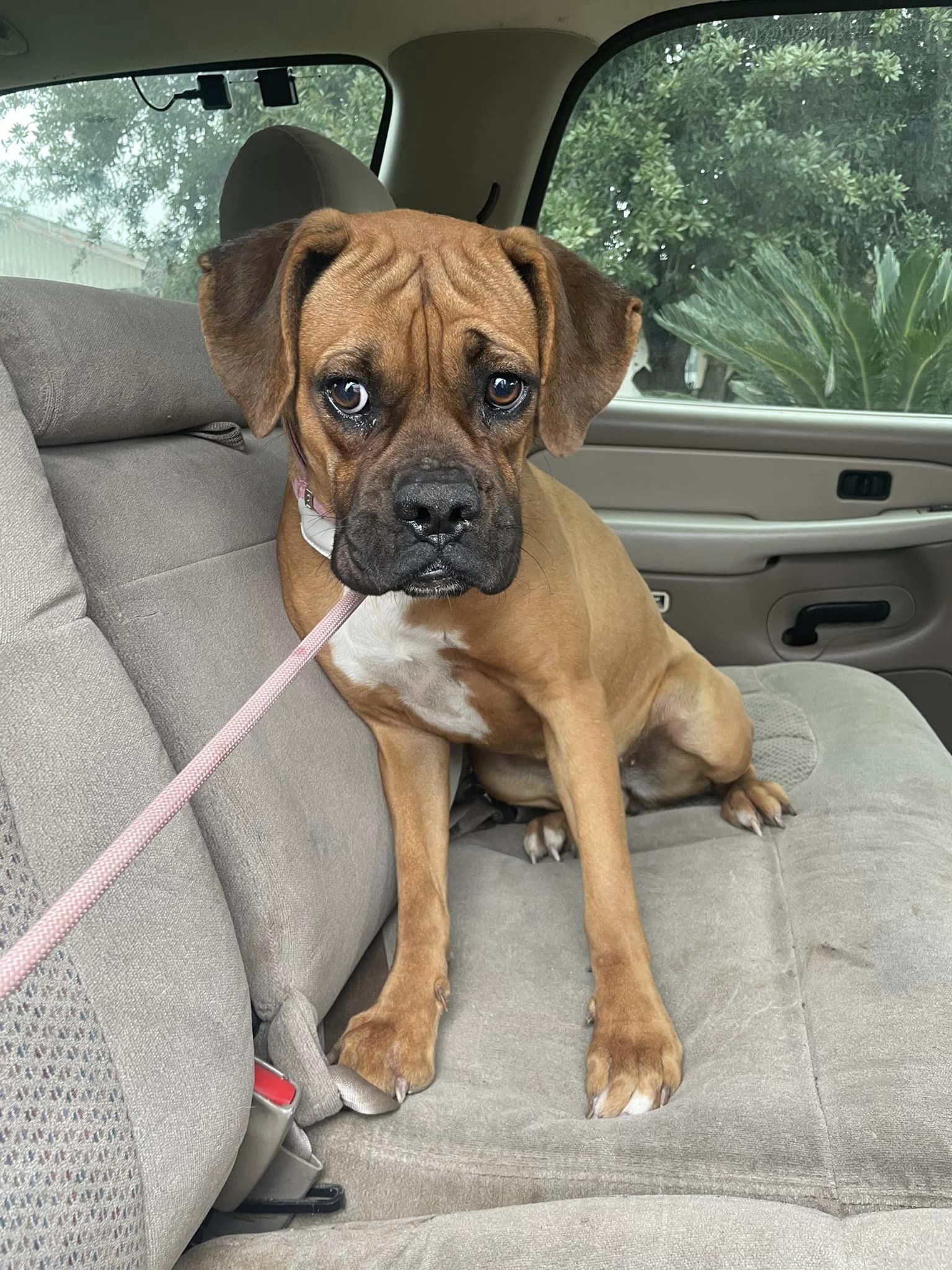 Dog for Adoption - Darla, a Boxer in Kingston, NY | Alpha Paw