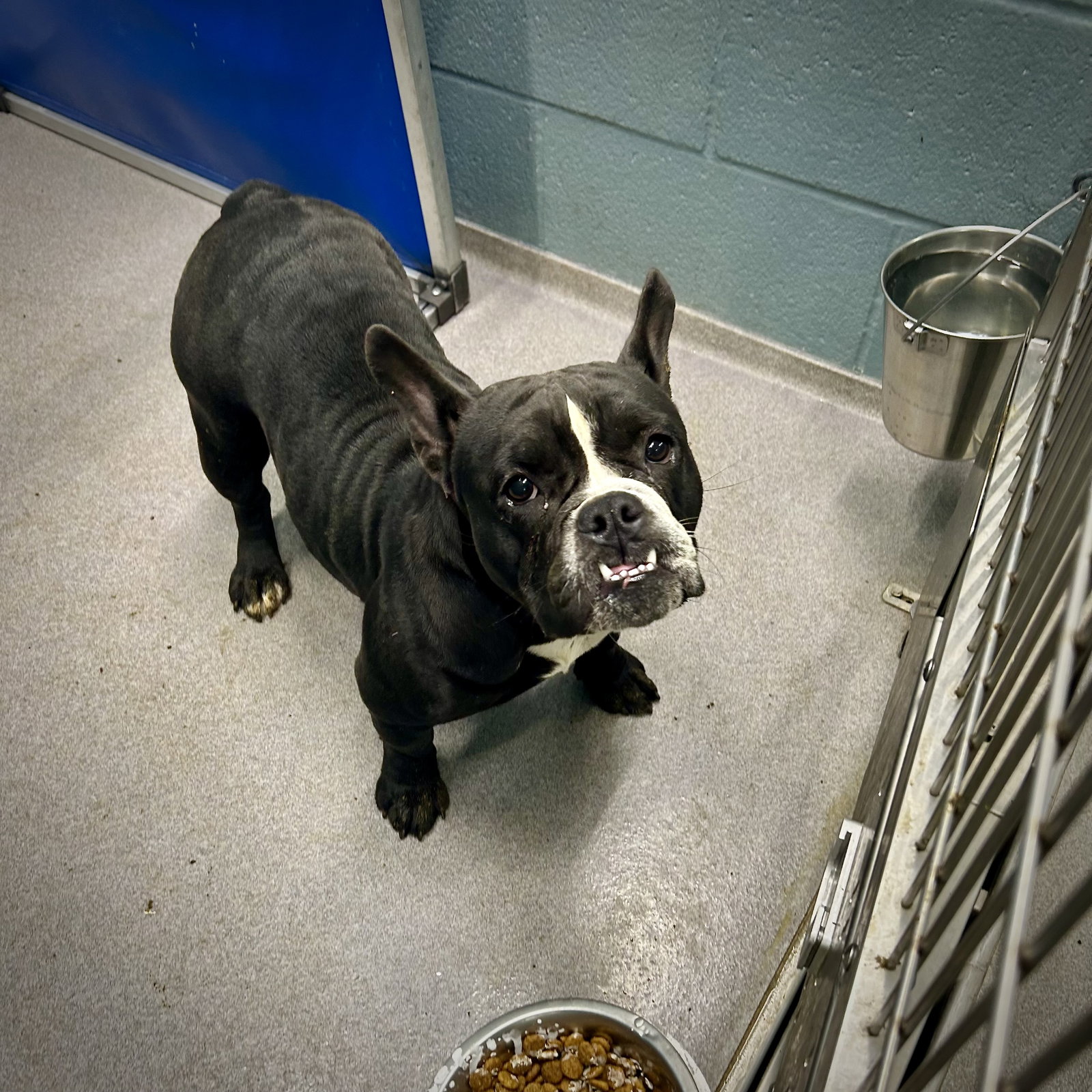 Dog for Adoption - Panda, a French Bulldog in Kingston, NY | Alpha Paw