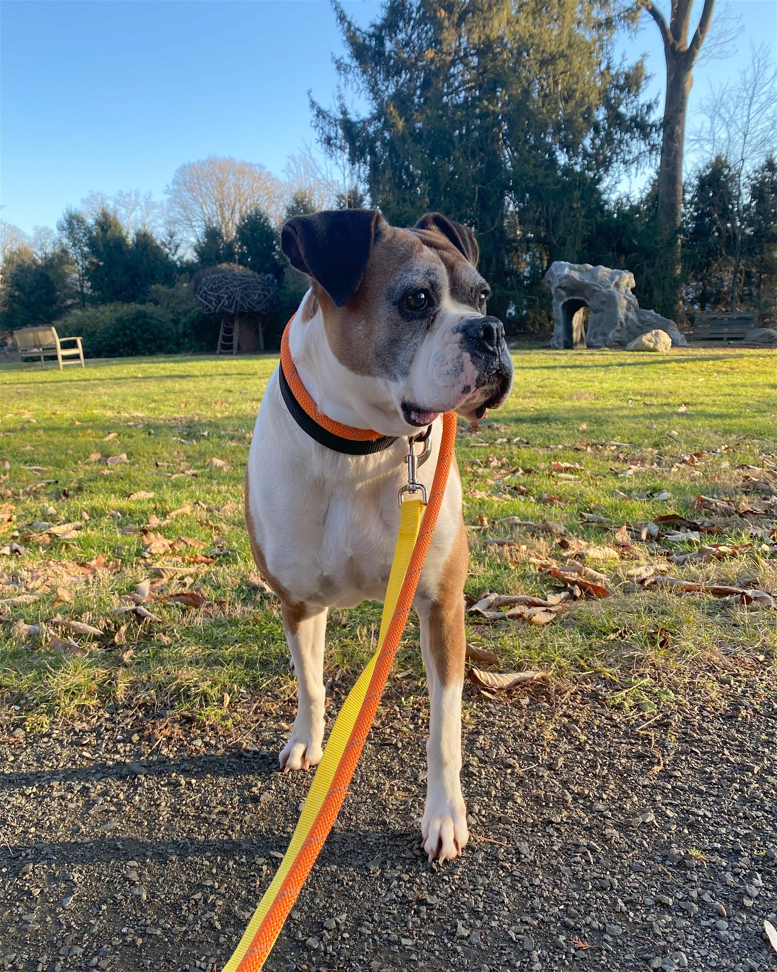 Dog for Adoption - Gracie, a Boxer in Washingtonville, NY | Alpha Paw