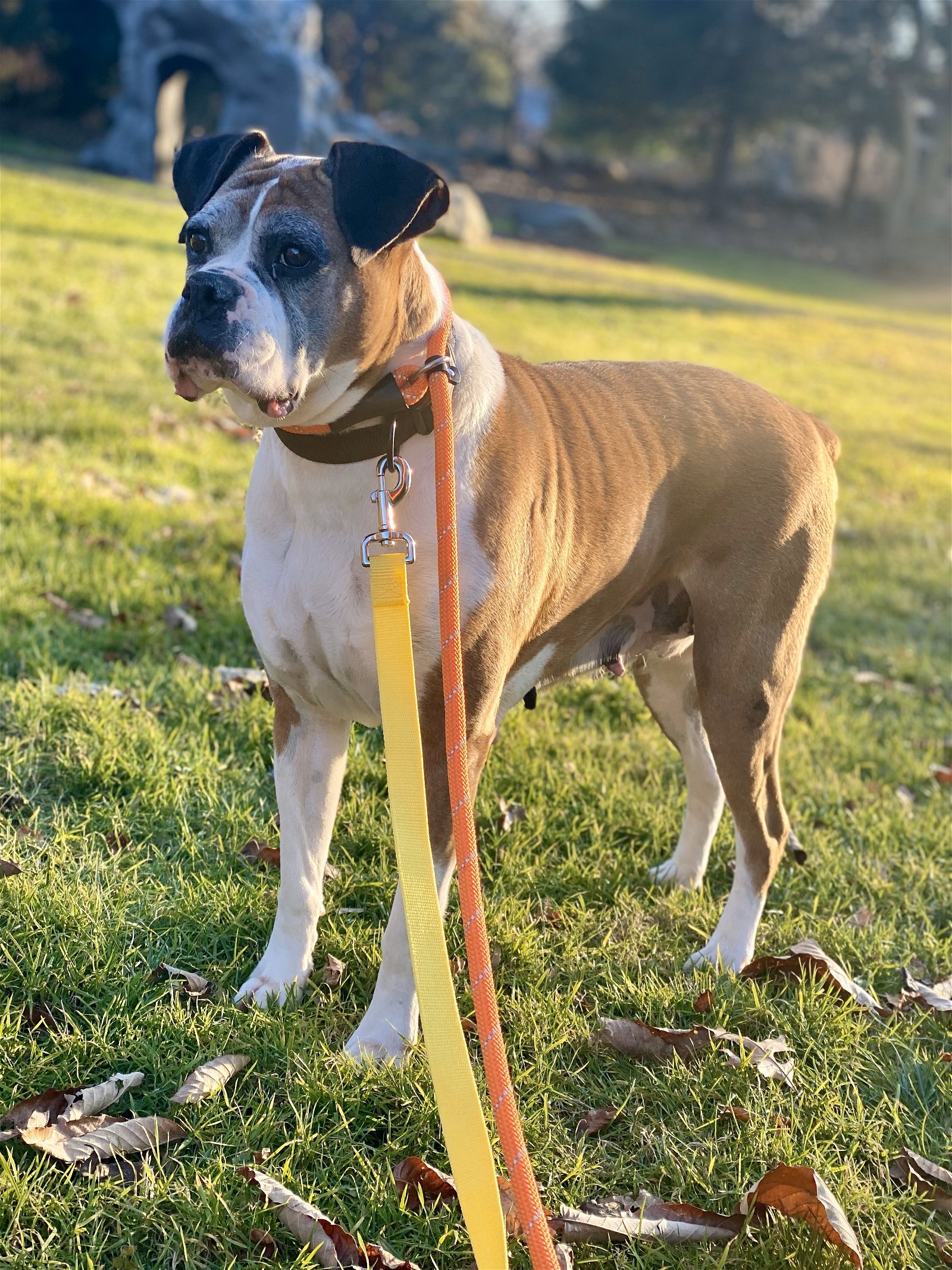 Dog for Adoption - Gracie, a Boxer in Washingtonville, NY | Alpha Paw