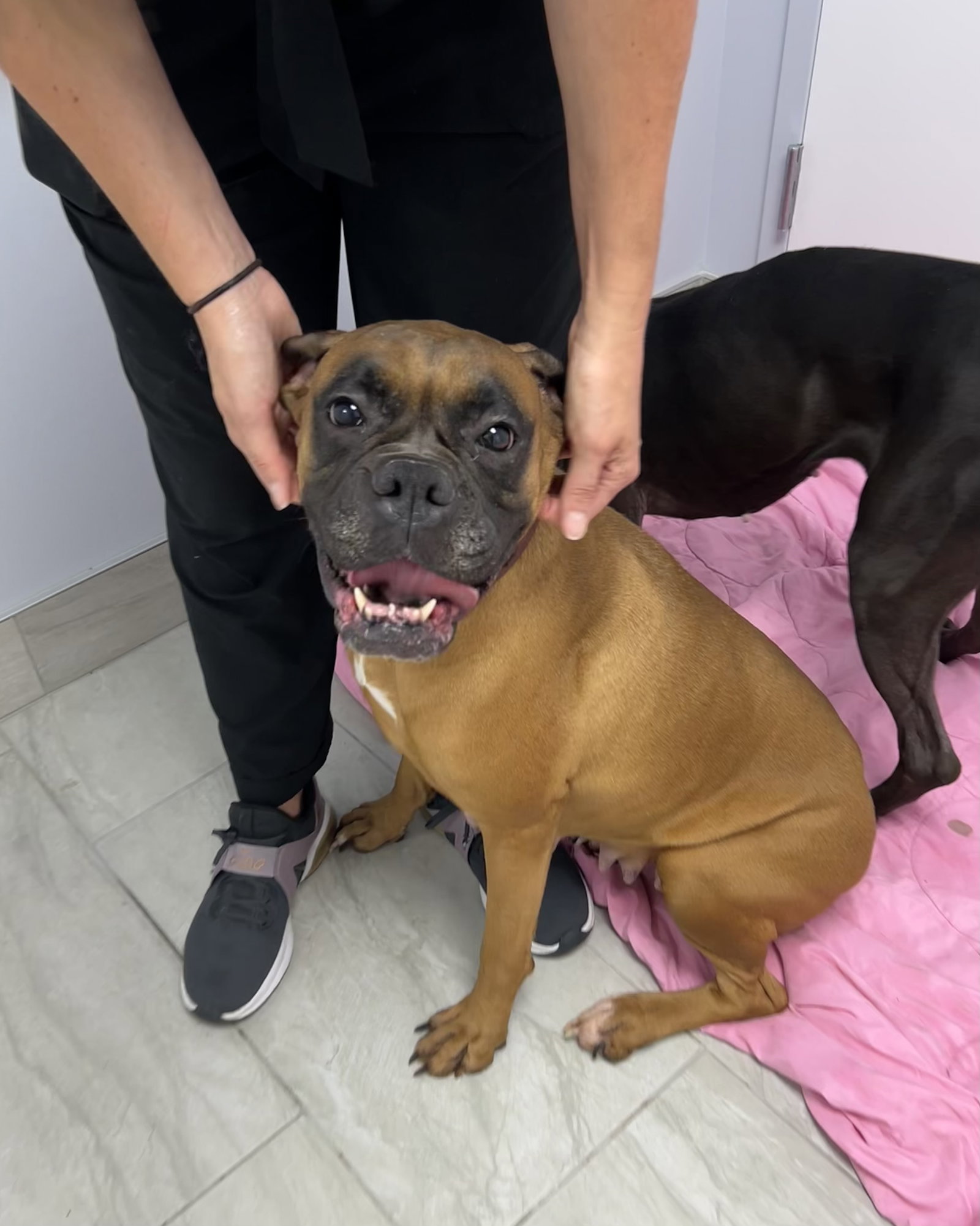 Dog for Adoption - Lilah, a Boxer in Rhinebeck, NY | Alpha Paw