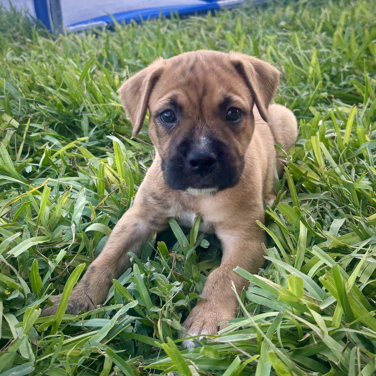 Dog for Adoption - Nina Litter - Prince Charming, a Boxer in Woodstock ...