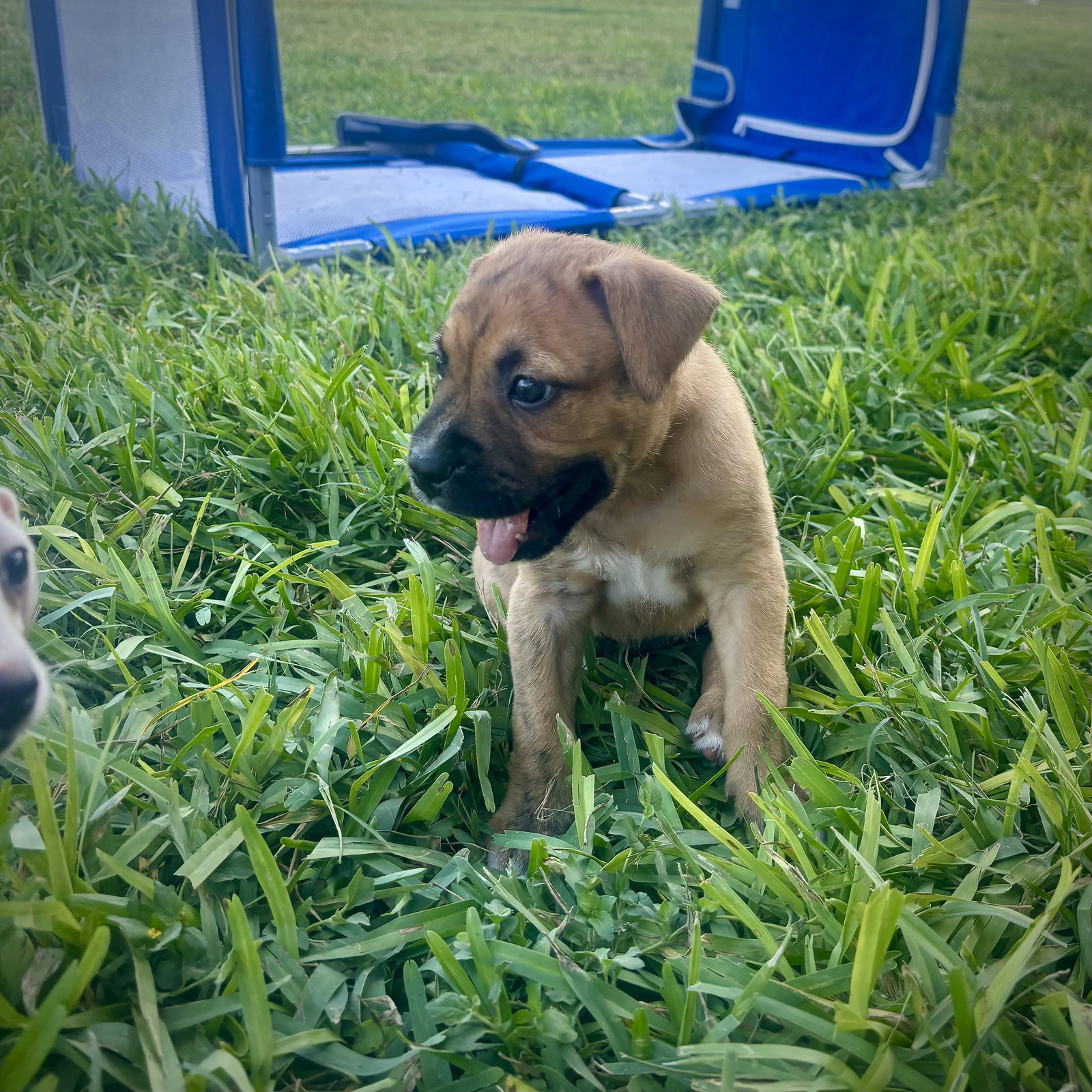 Dog for Adoption - Nina Litter - Prince Charming, a Boxer in Woodstock ...
