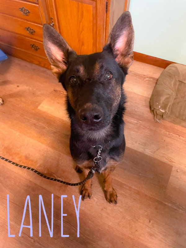 Dog adoption in Paola, KS: German Shepherd Dog (medium coat) Dog "Laney"