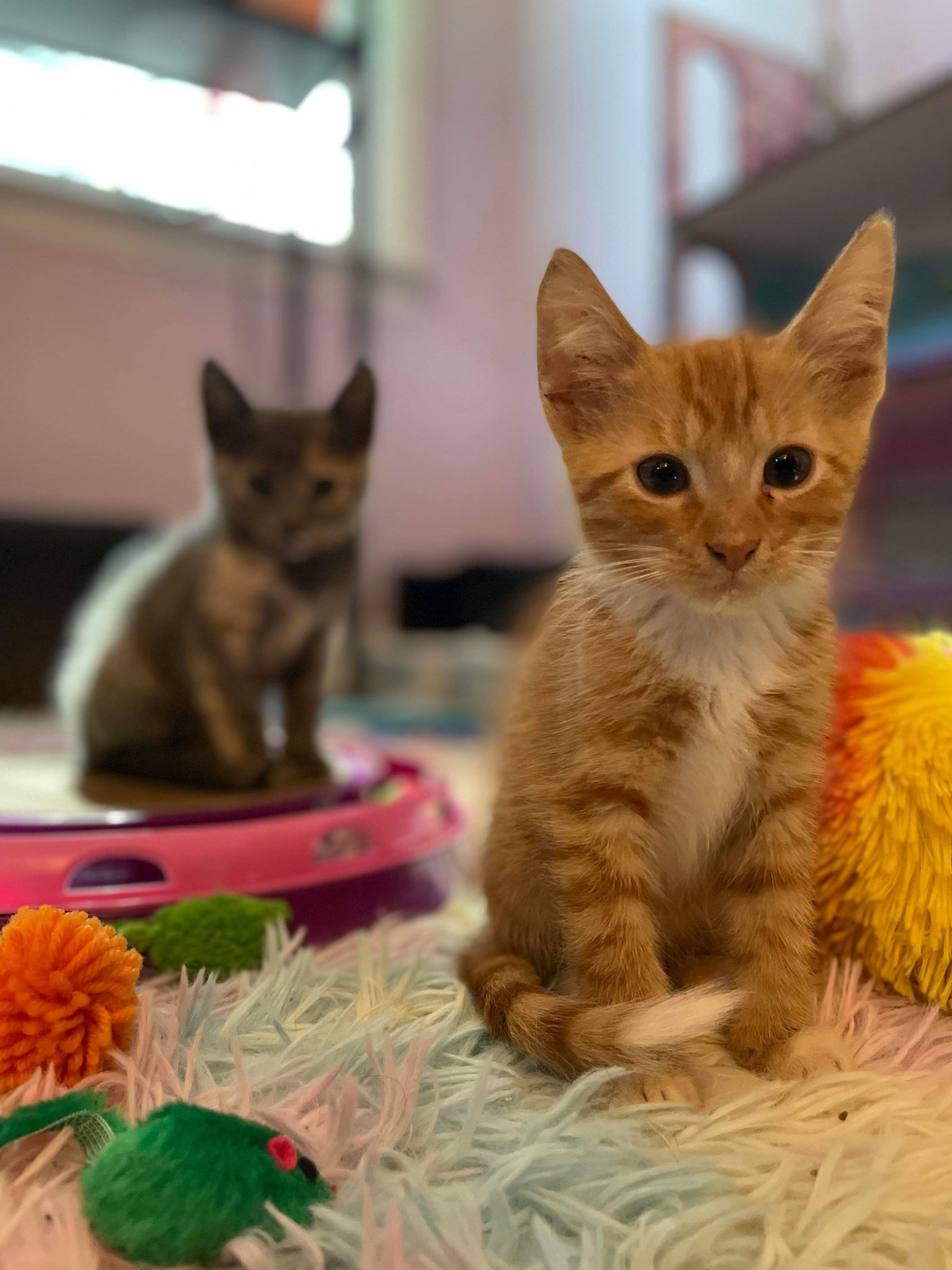 Cats for Adoption in Forest Acres, South Carolina | Alpha Paw