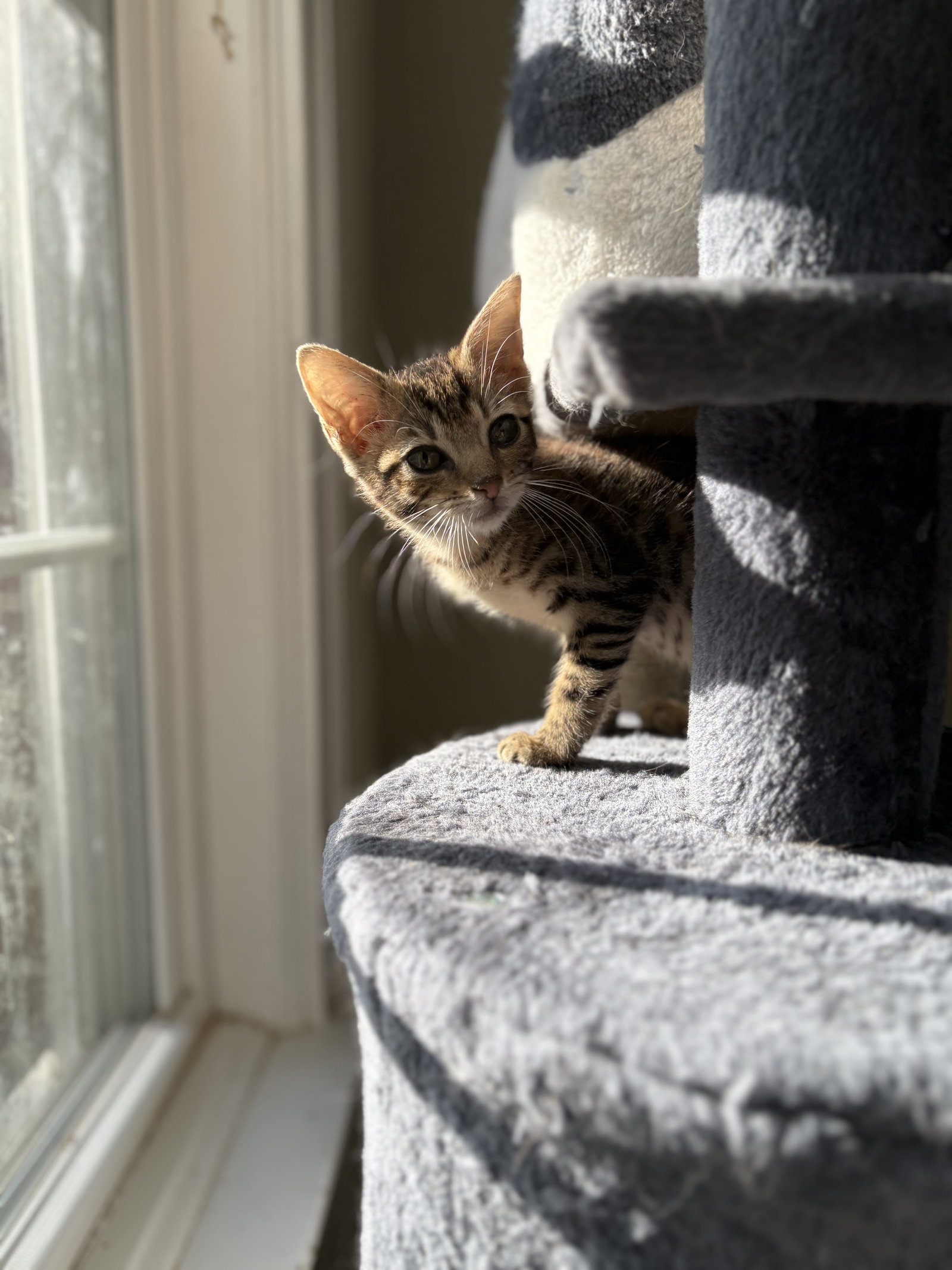 Cat adoption in Elgin, SC 29045: Manx Cat "Anzu"