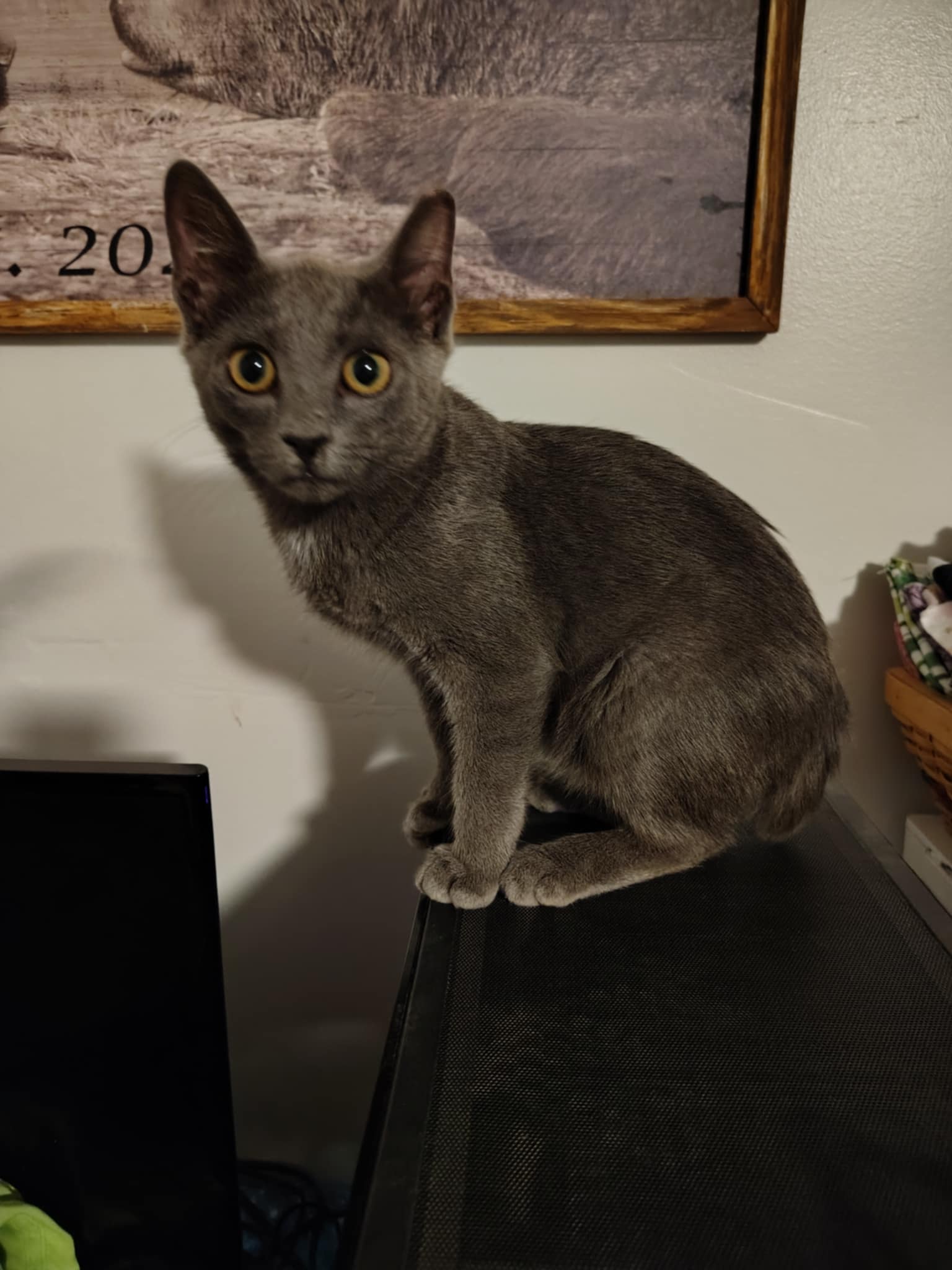 Cat adoption in Elgin, SC 29045: Manx Cat "Propane"