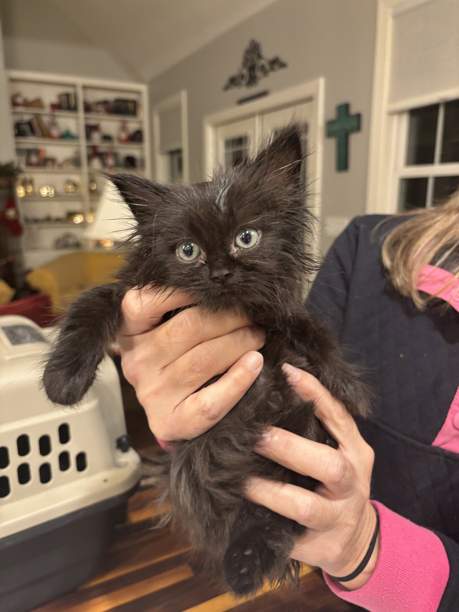 Cat adoption in Elgin, SC 29045: Domestic Long Hair Cat "Walkman ...