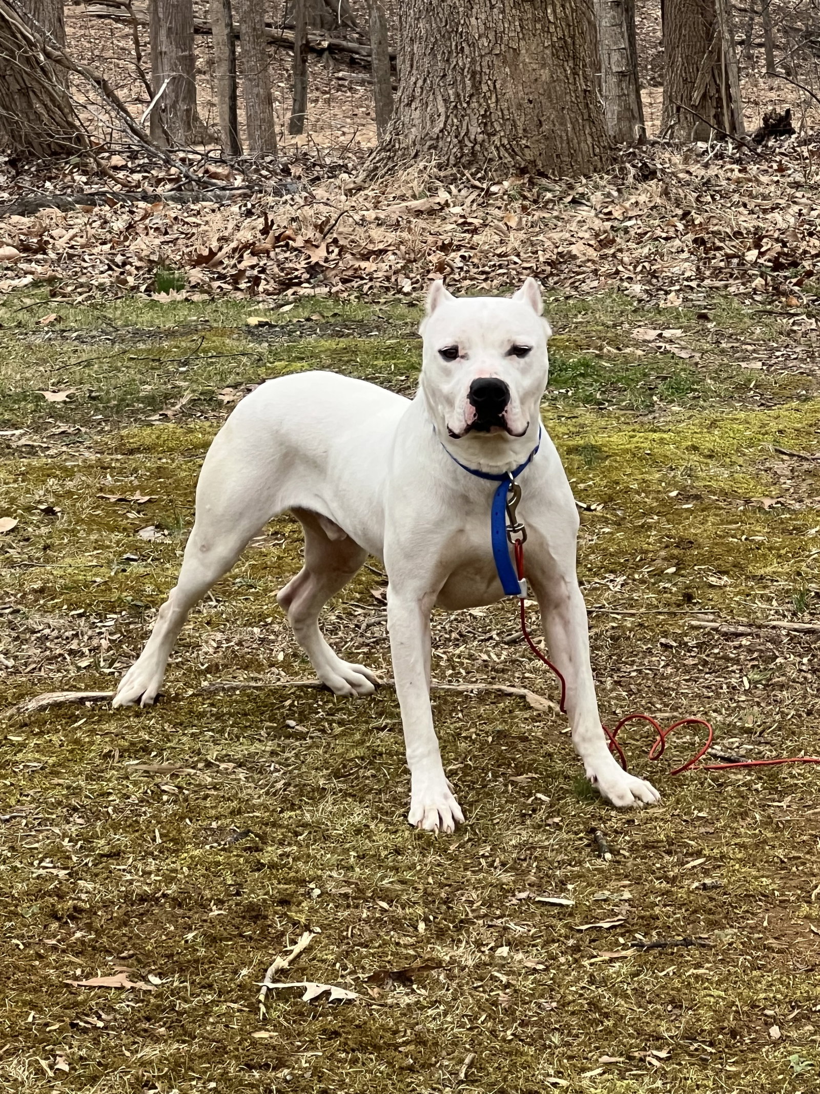 Dog for Adoption - Axle, a Dogo Argentino in Concord, VA | Alpha Paw