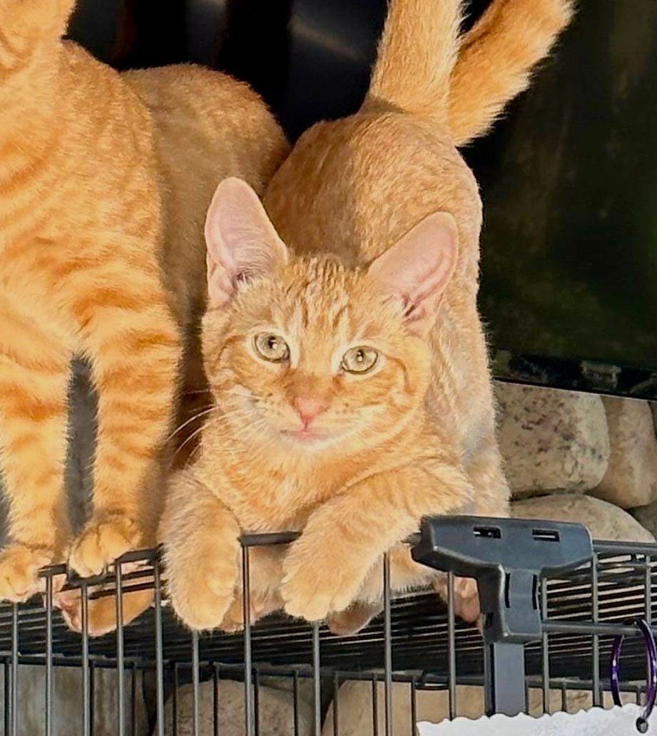 Adoptable Animals