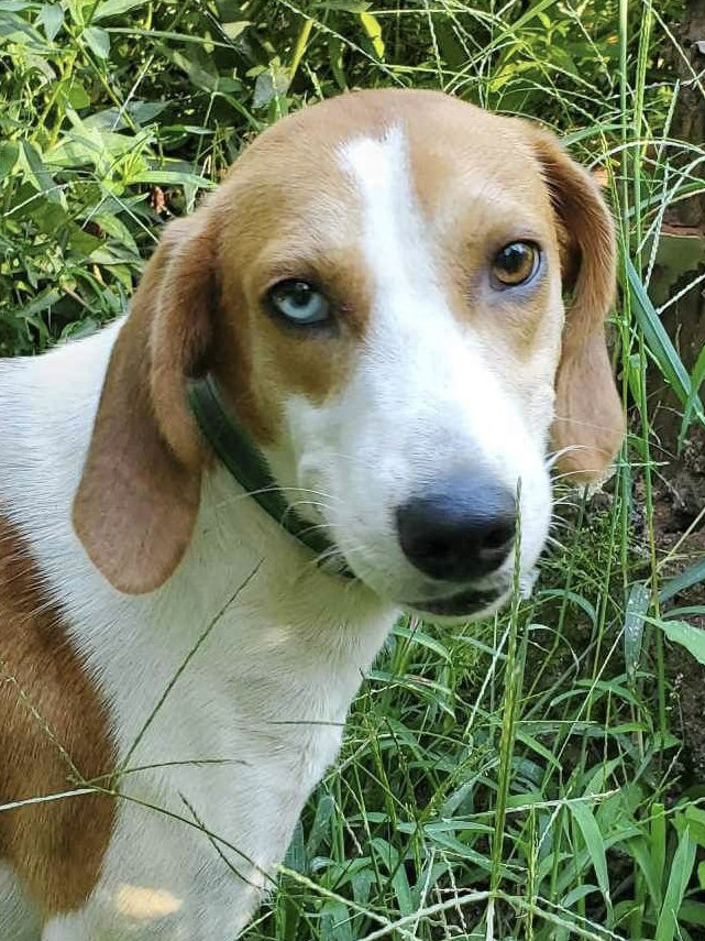 Dog adoption in Lynchburg, VA 24502: Treeing Walker Coonhound / Mixed ...