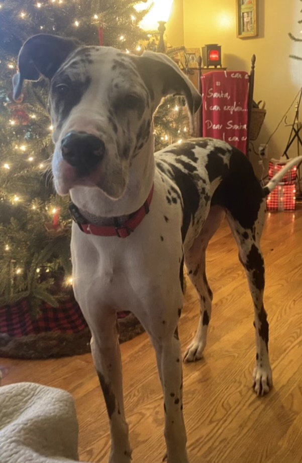 Dog for Adoption - Pepper, a Great Dane in Chatham, VA | Alpha Paw