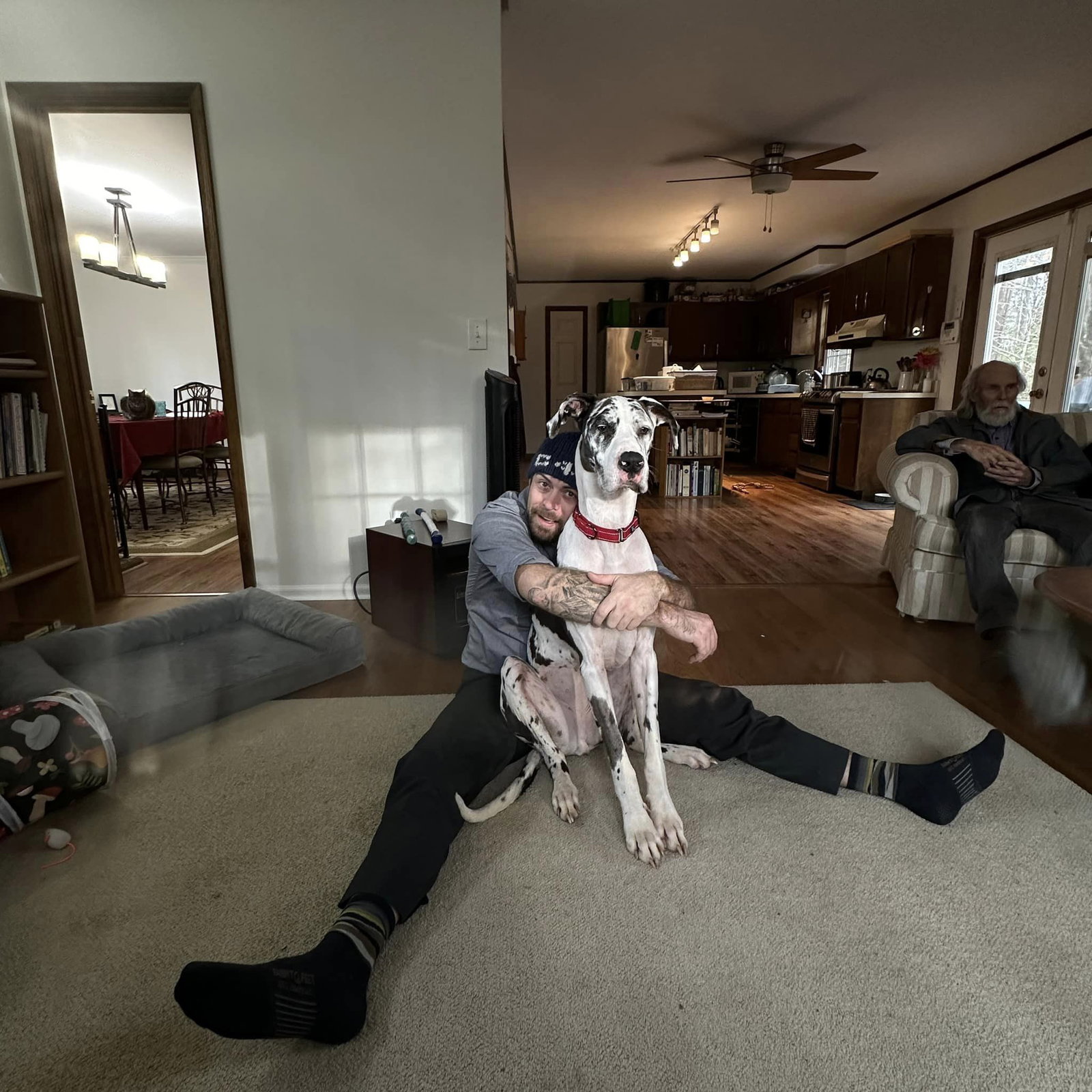 Dog for Adoption - Pepper, a Great Dane in Chatham, VA | Alpha Paw