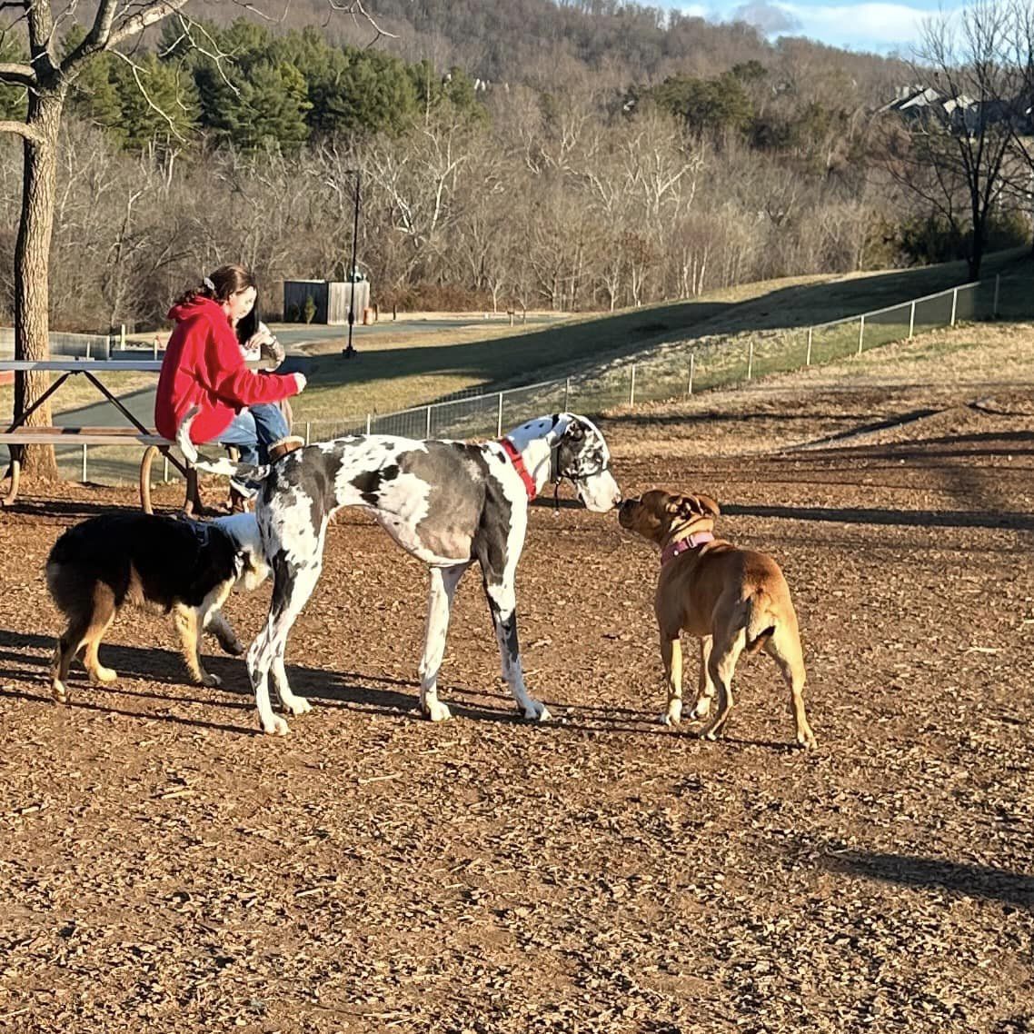 Dog for Adoption - Pepper, a Great Dane in Chatham, VA | Alpha Paw