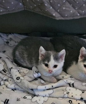 Cat adoption in Lynchburg, VA 24502: Domestic Short Hair (short coat ...