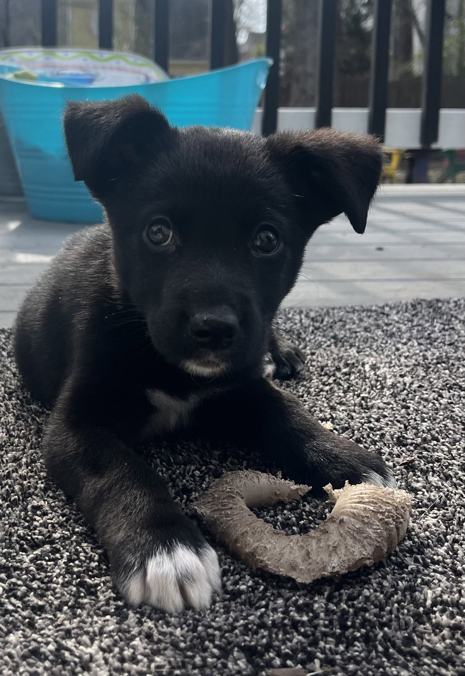 Dog for Adoption - Kimber **Located in Richmond, VA, a German Shepherd ...