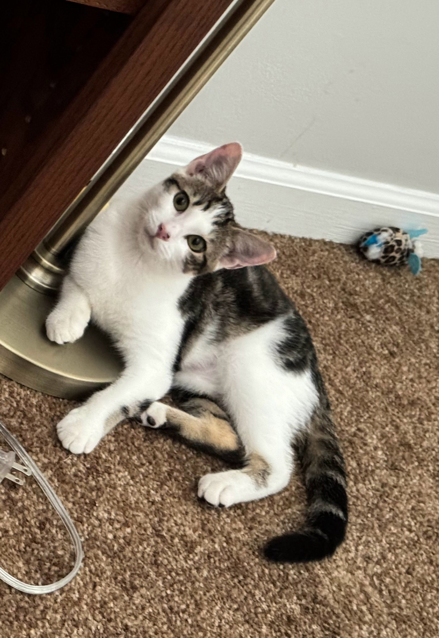 *Binx's Web Page