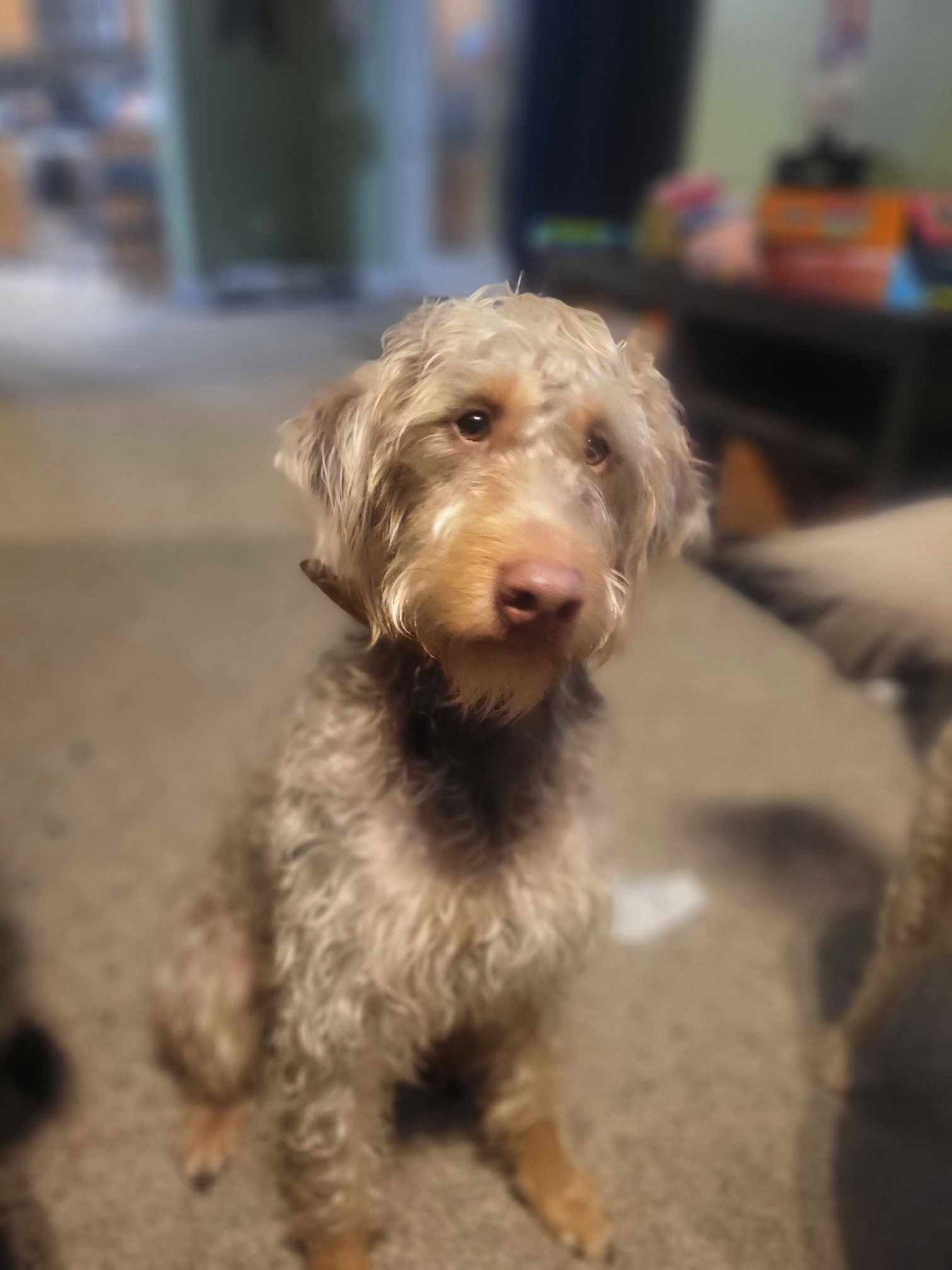 Nugget's Web Page