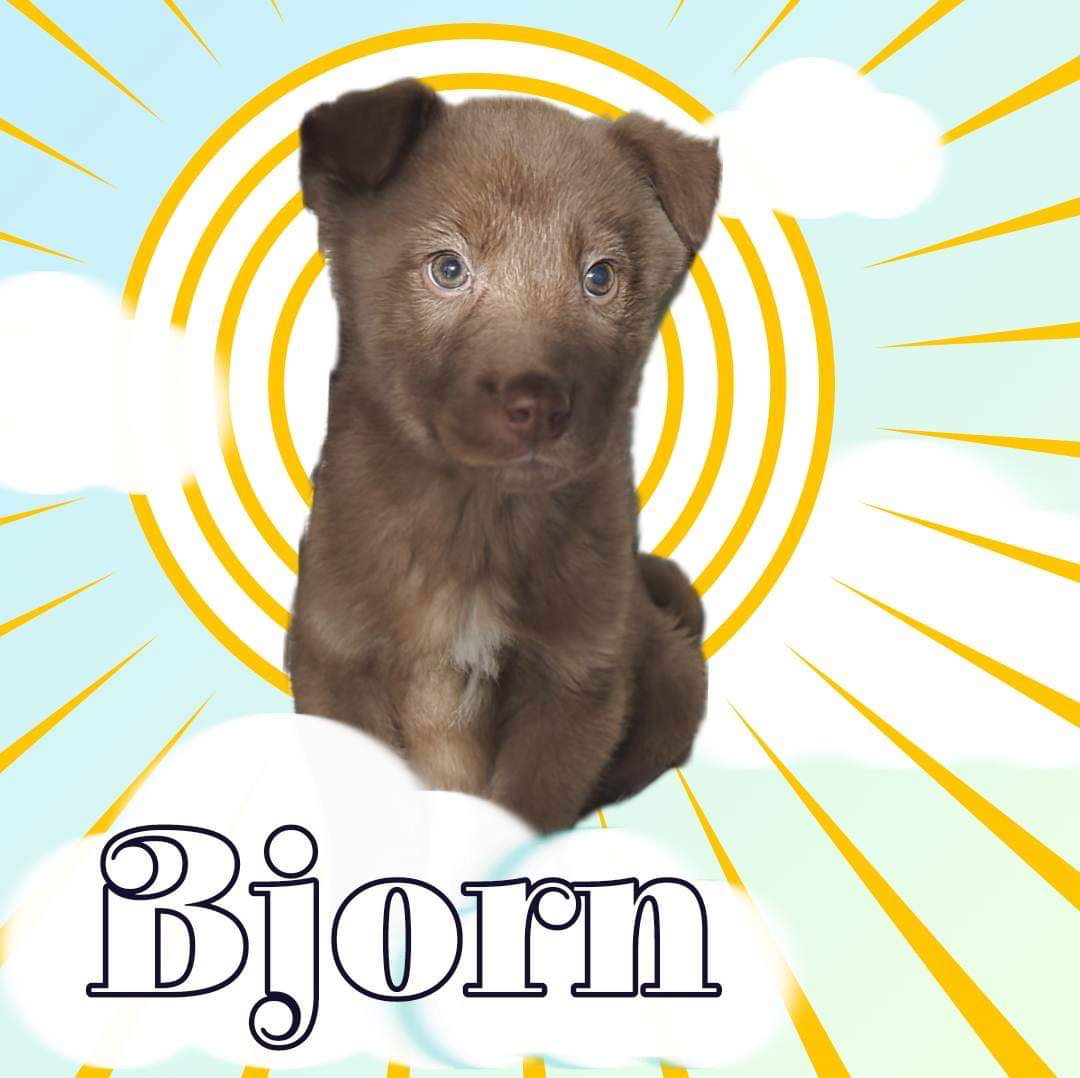 Bjorn's Web Page