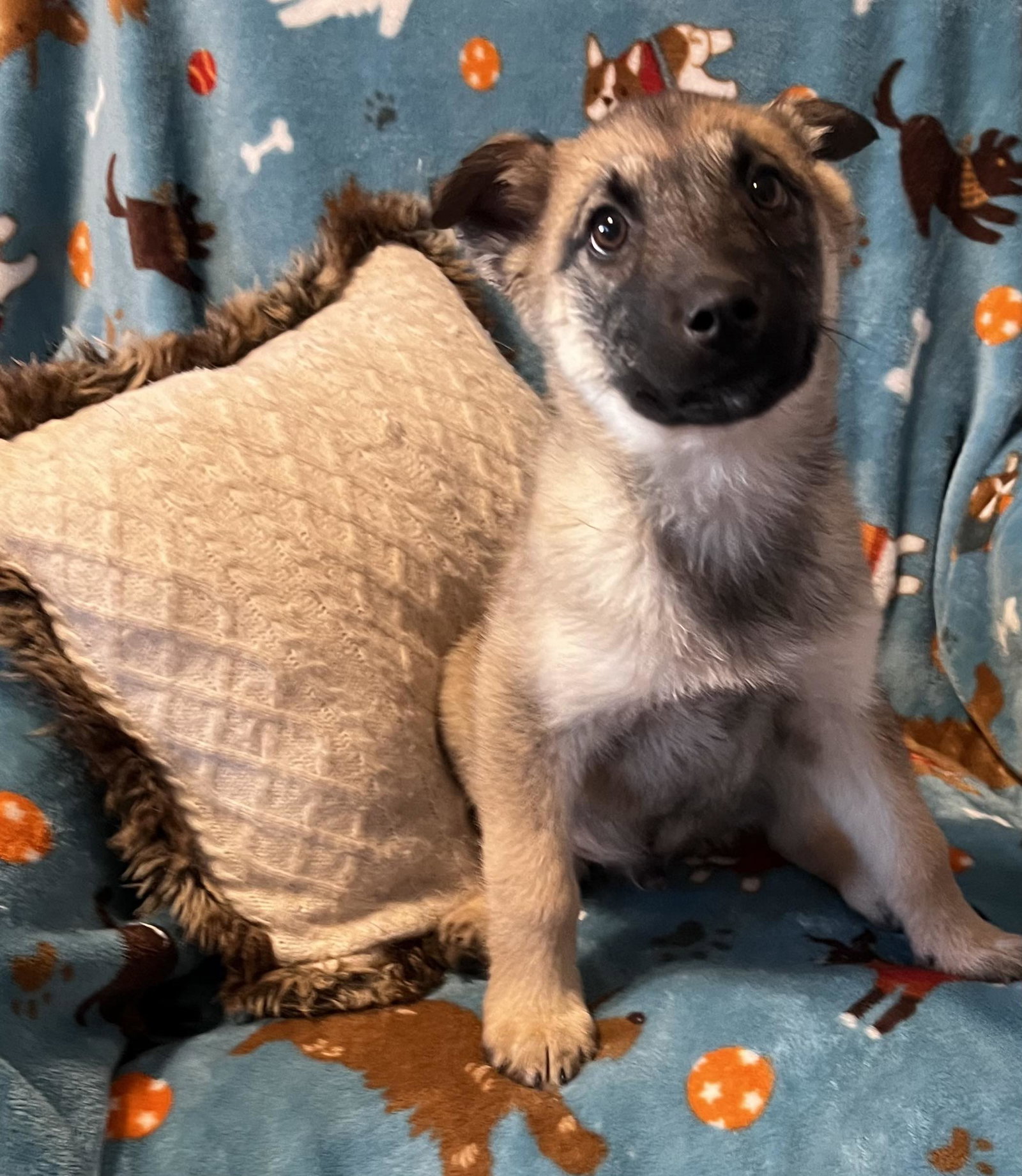 Dog for Adoption - Gary, a Husky in Anchorage, AK | Alpha Paw