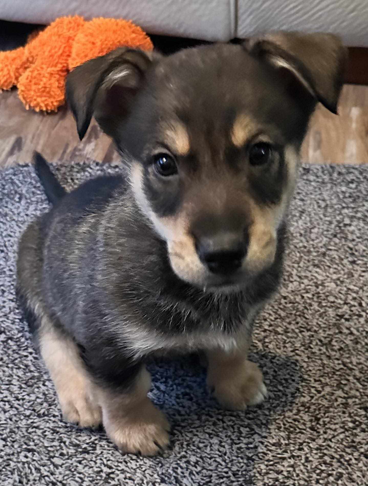 Dog for Adoption - Fraiser, a Corgi in Farm Loop, AK | Alpha Paw