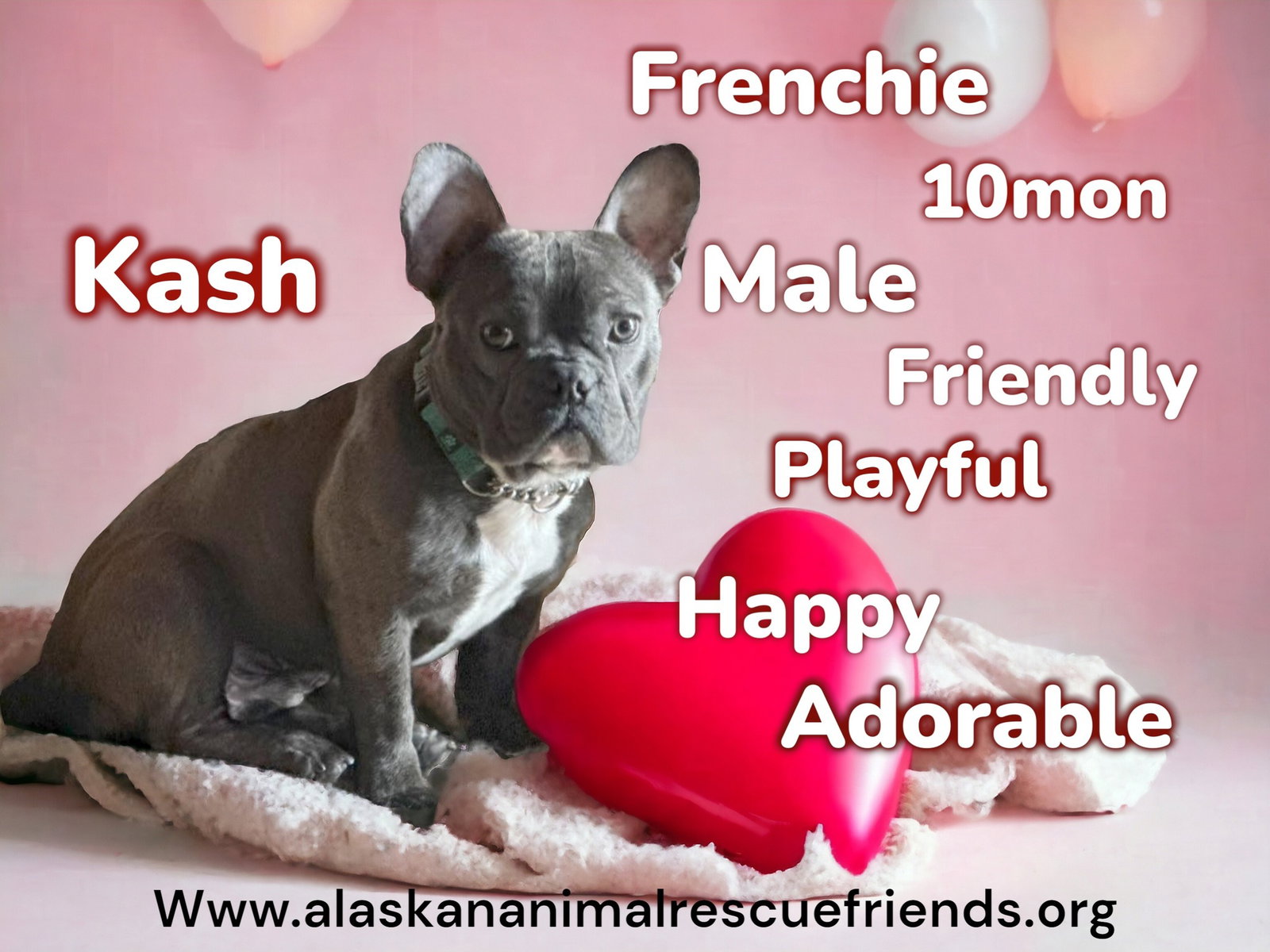 Dog For Adoption Kash A French Bulldog In Anchorage AK Alpha Paw Dog For Adoption Kash A French Bulldog In Anchorage AK Alpha Paw